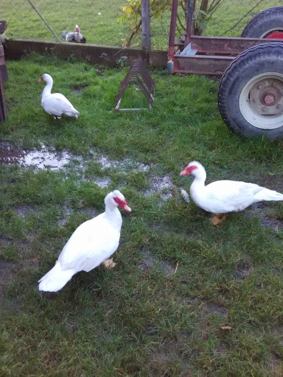 Prodajem japanske ( mošusne) patke vrhunske kvalitete