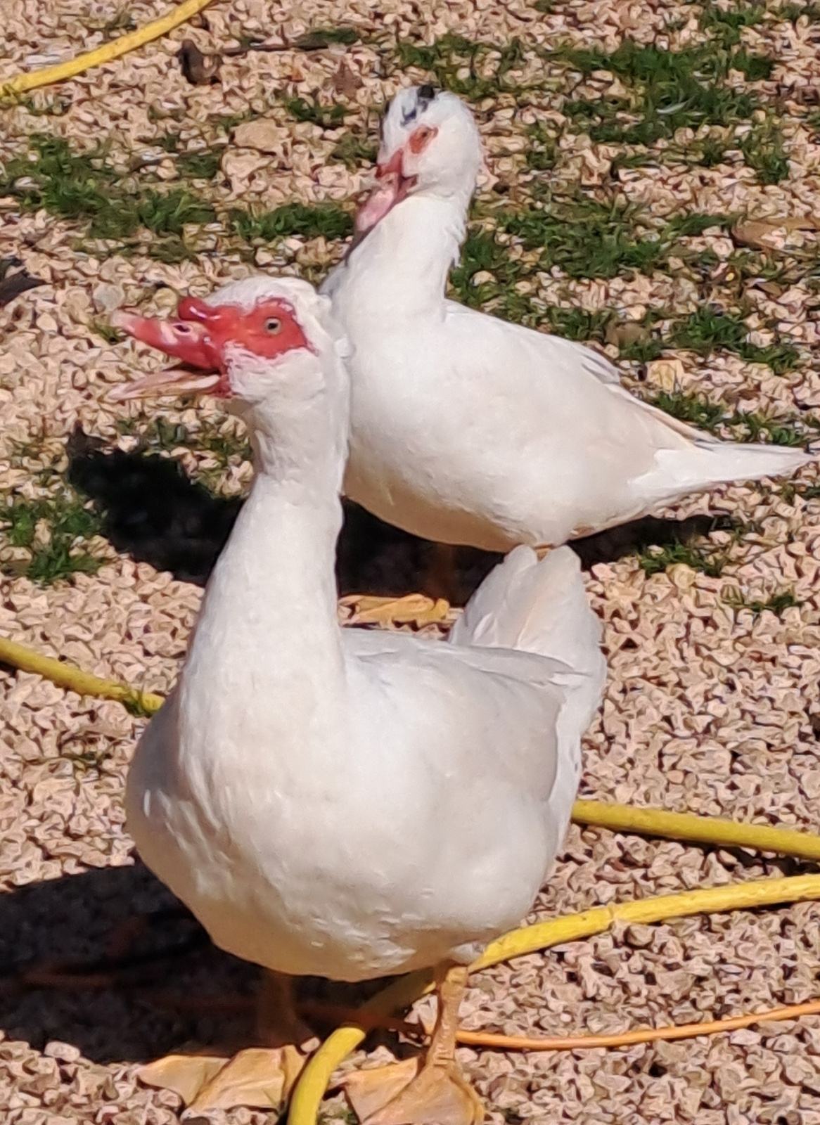 prodajem japanske patke