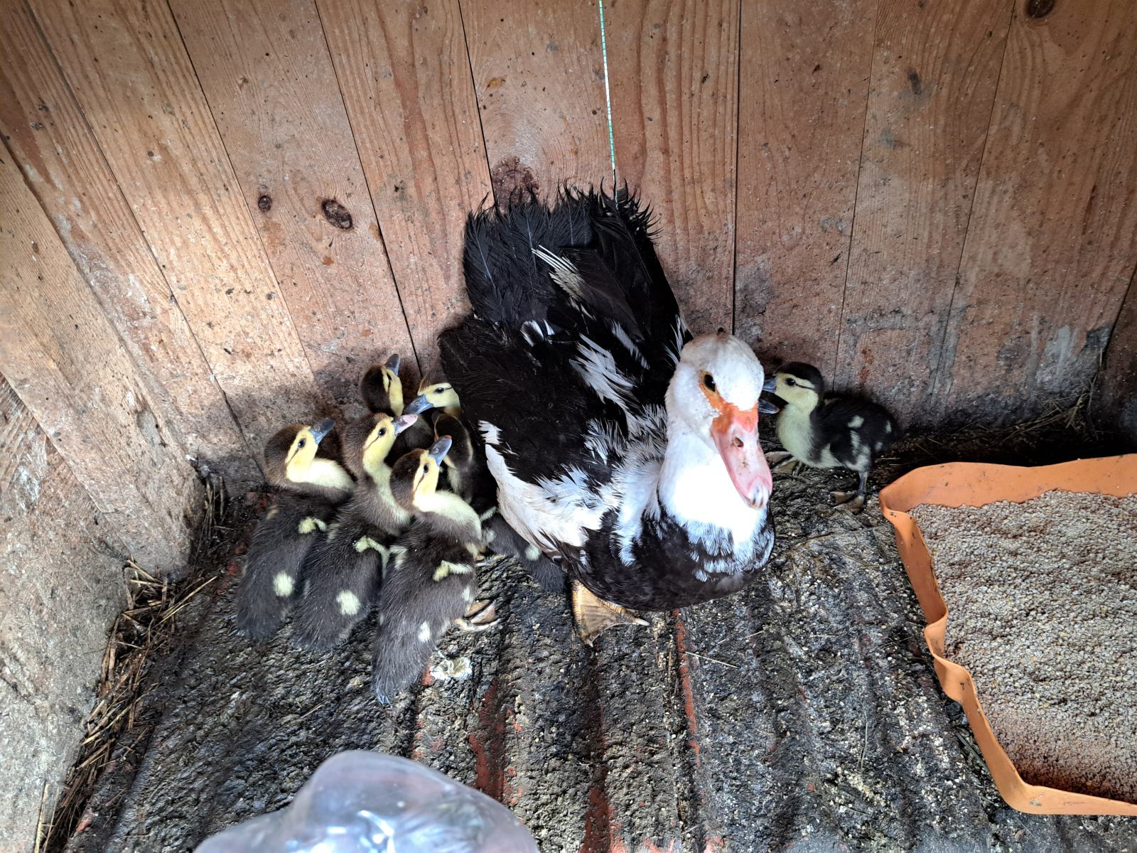 Prodajem japnsku patku sa pačićima