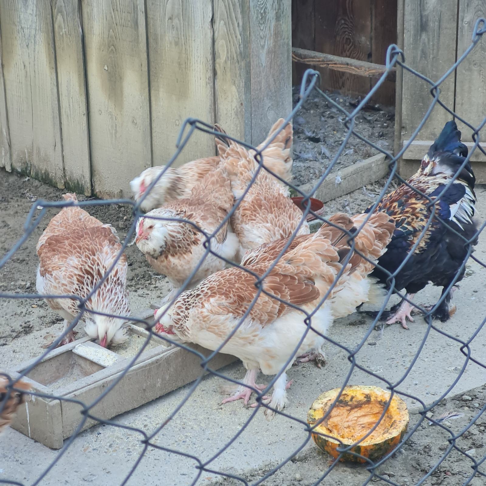 Prodajem kokoši Faverol