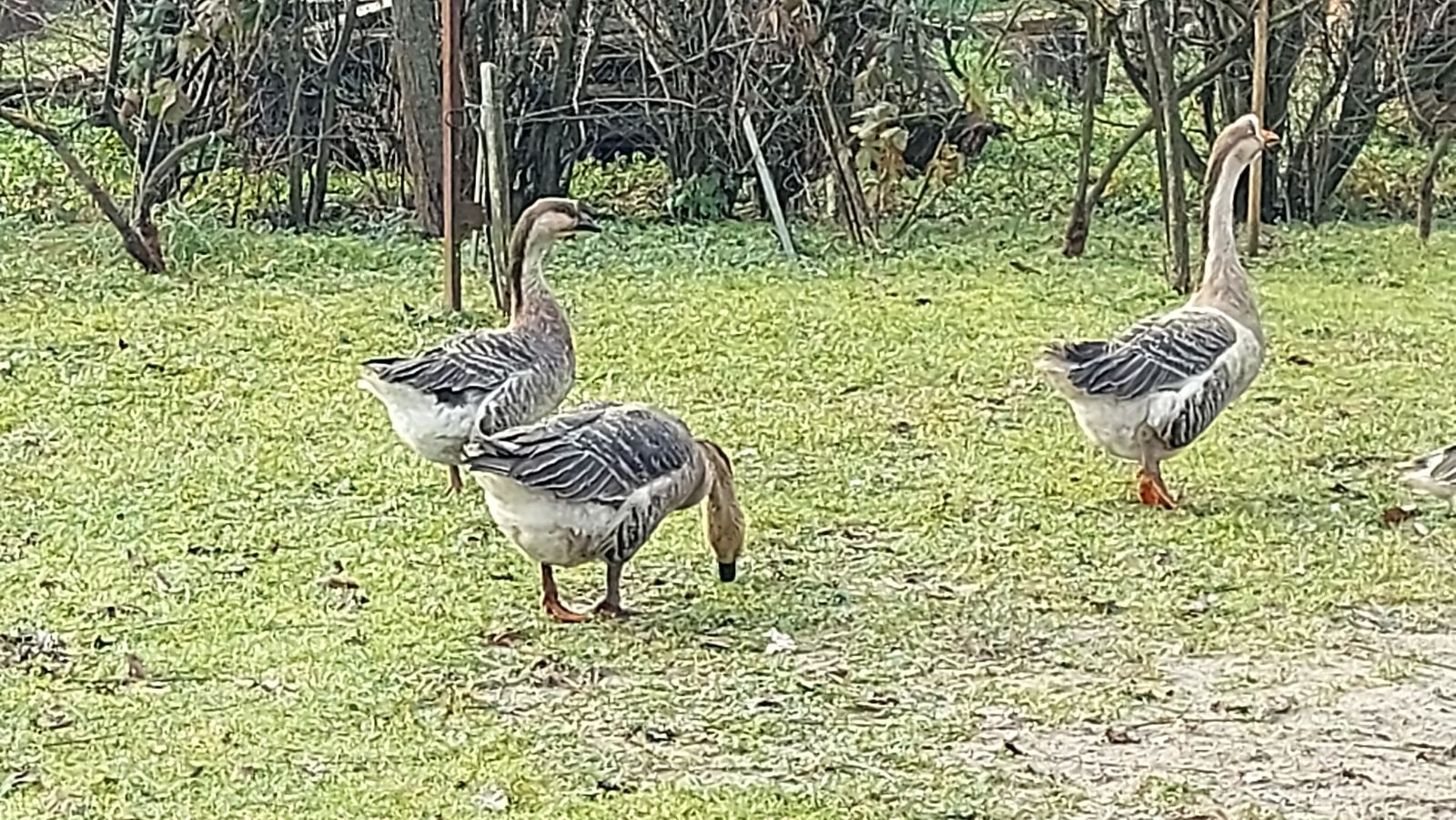 Prodajem labudaste guske