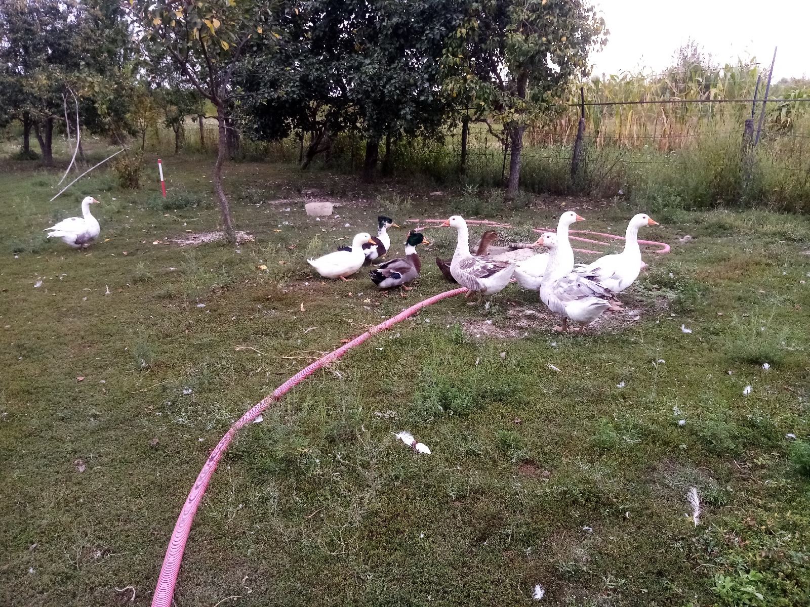 Prodajem mlade guske i patke