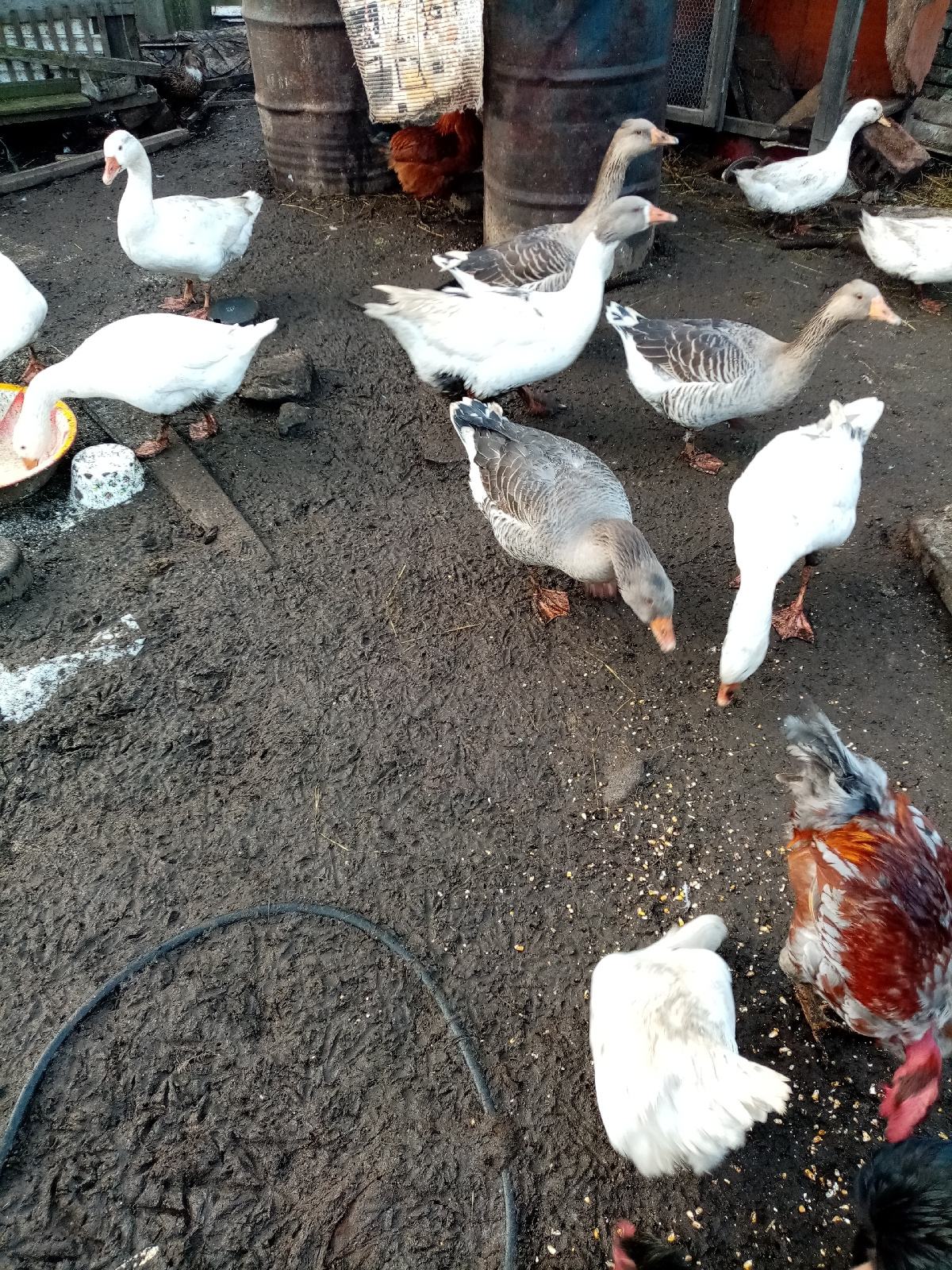 PRODAJEM MLADE GUSKE