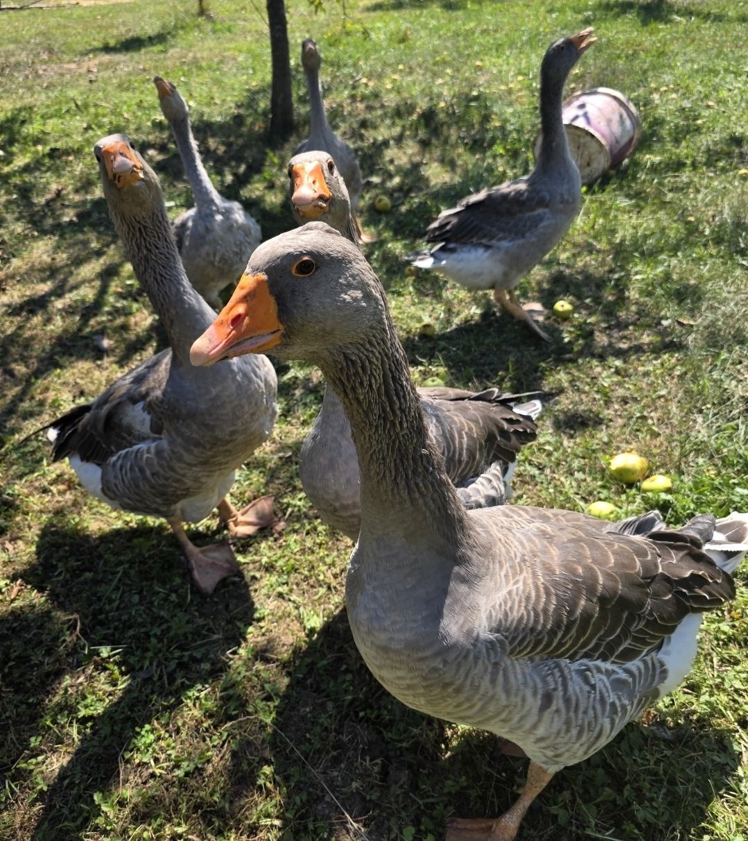 Prodajem mlade guske