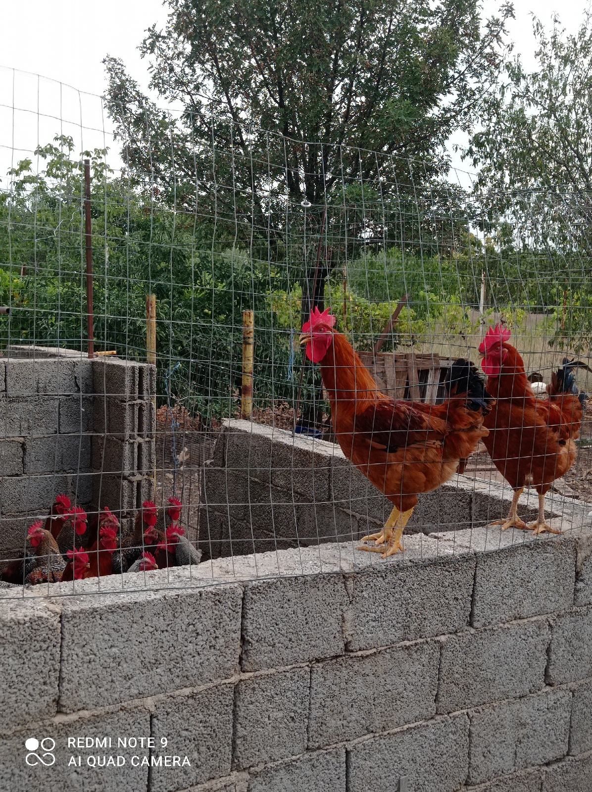 Prodajem Pivce/pijetle/kokote - Pulastre