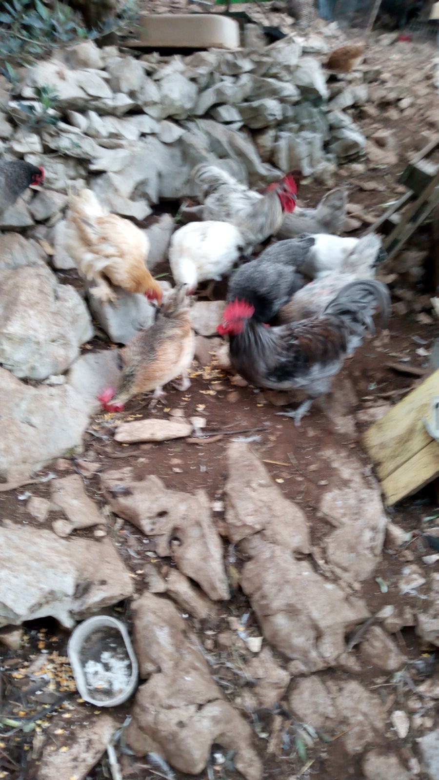 Prodajem pjevca australop