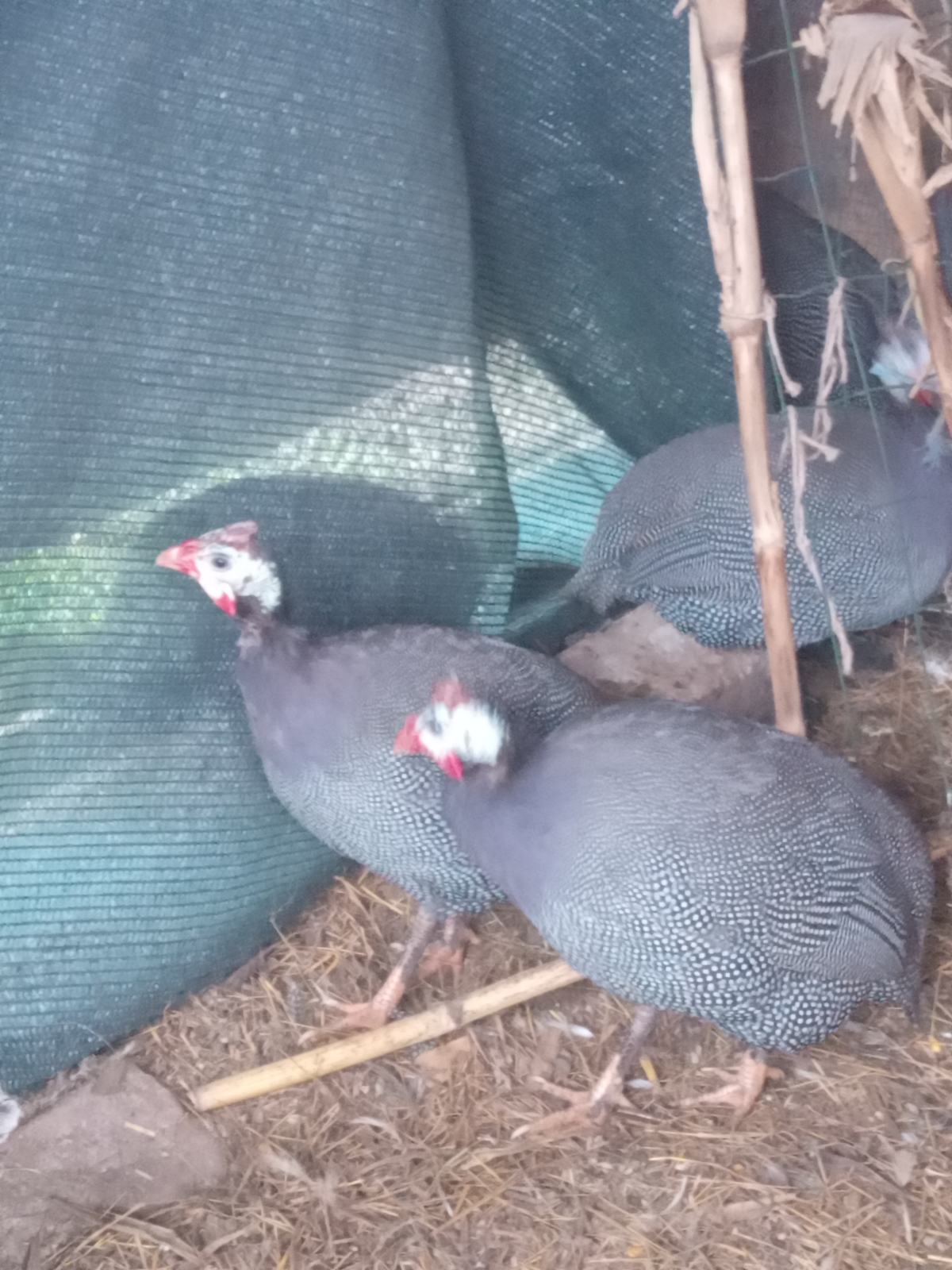 PRODAJEM UKRASNE KOKE I FAZANE