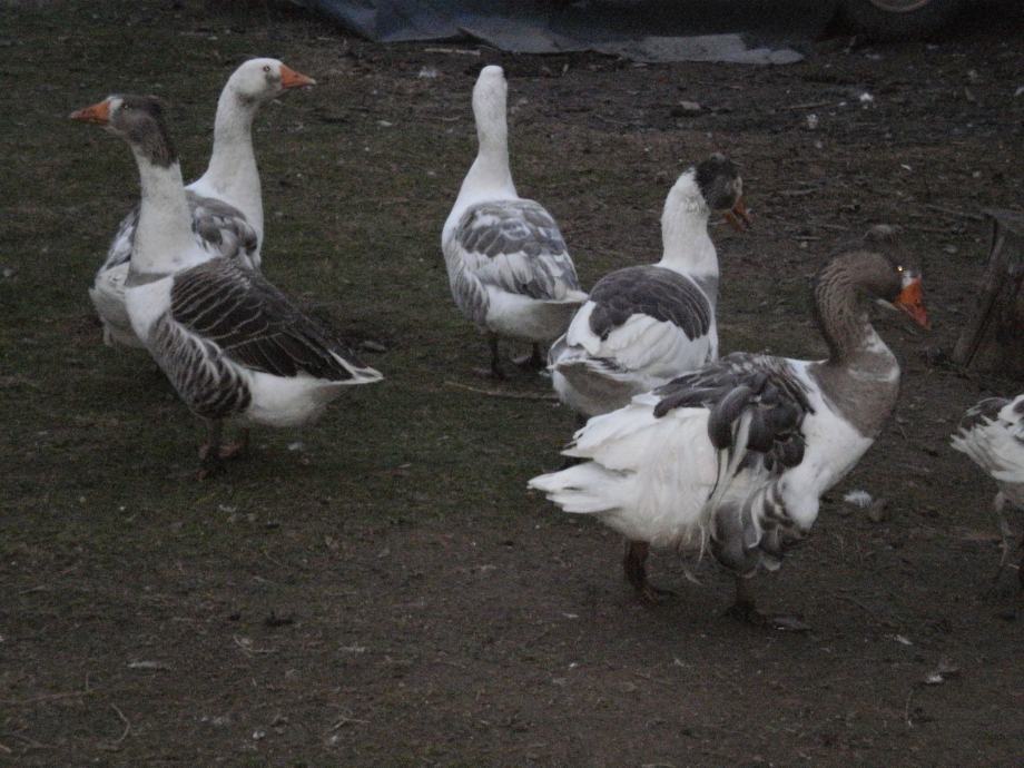 PRODAJU SE DOMAĆE GUSKE