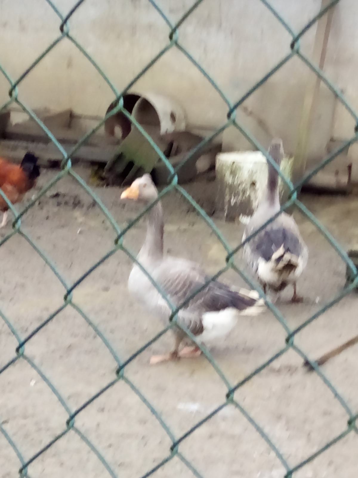 Prodaju se guske i japanske,ruanske patke