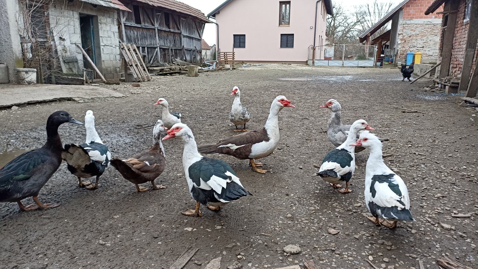 Prodaju se mošusne patke