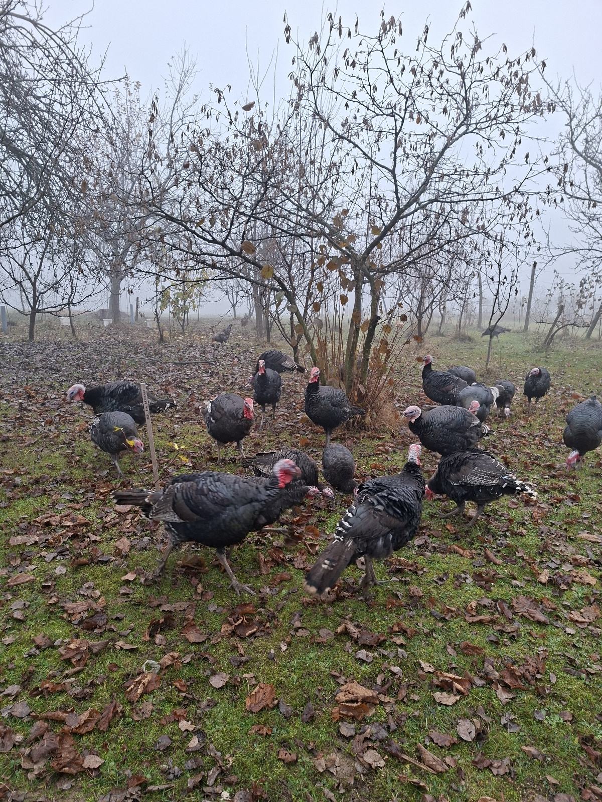 Purani zagorski domaći