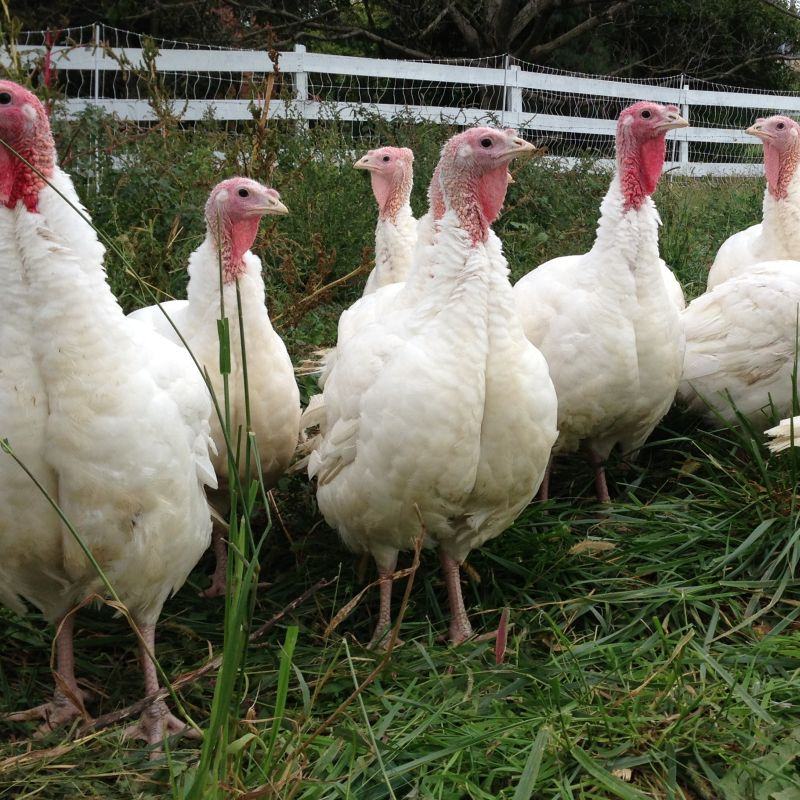 Purice 6 EUR kg dostava