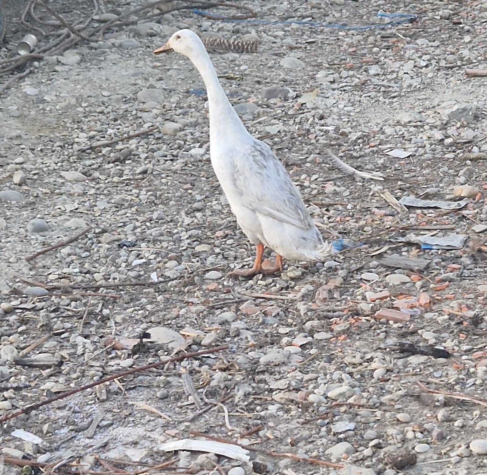 Puž patka trkačica