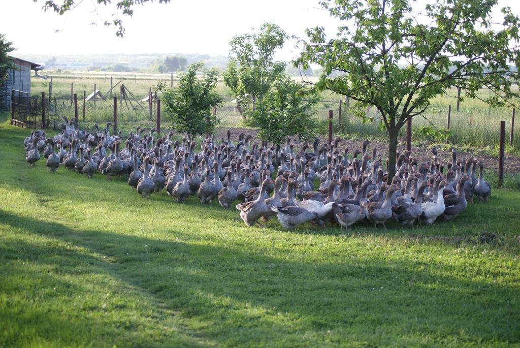 **AKCIJA** VELIKE GUSKE (bijele i sive),40 KN KOMAD , rasplodno jato