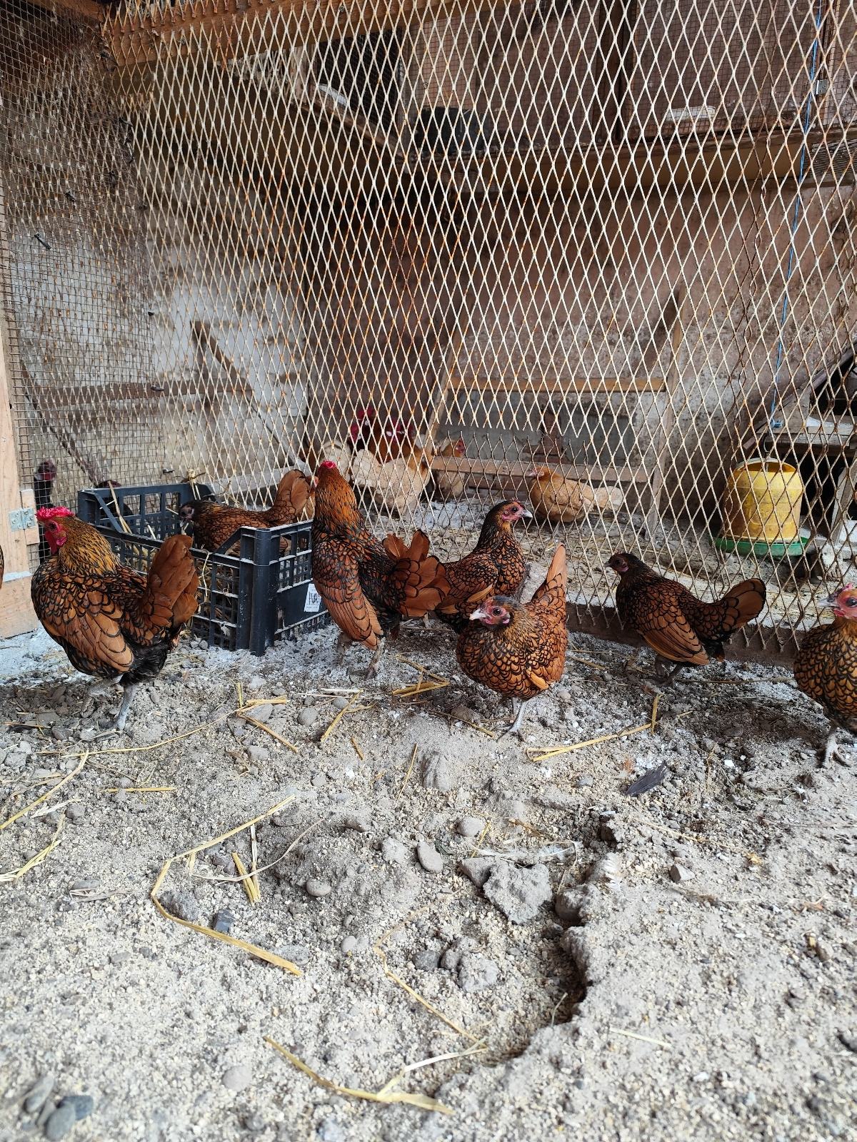 Selbrihti jaja za nasad