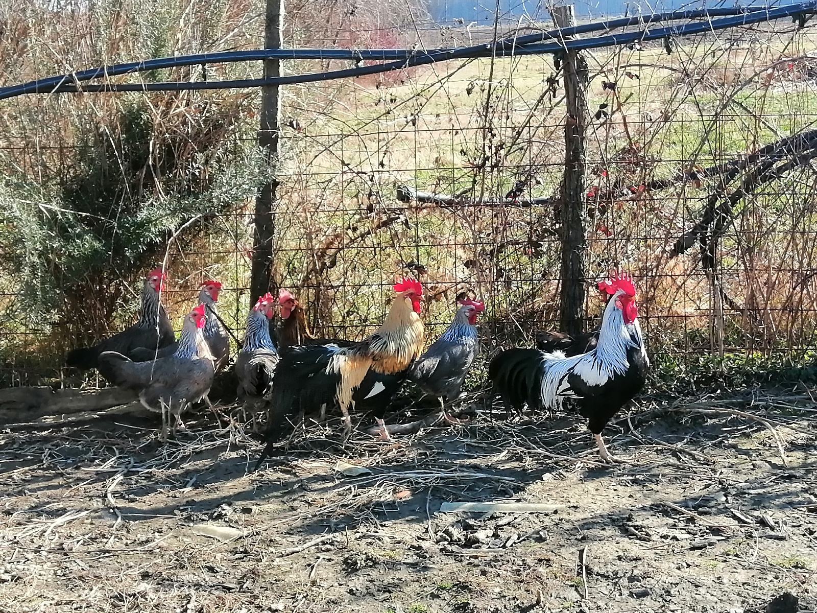 Talijanke jaja za nasad