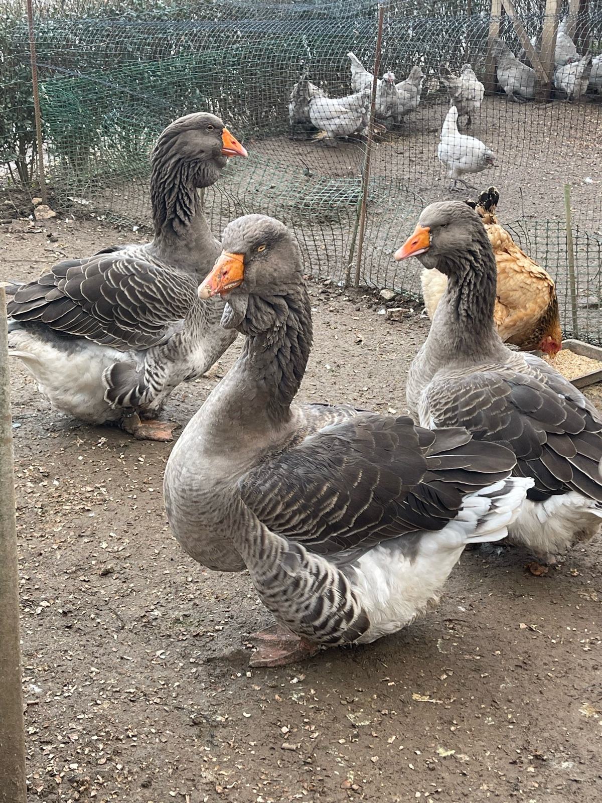 touluške gosi, jaja za nasad