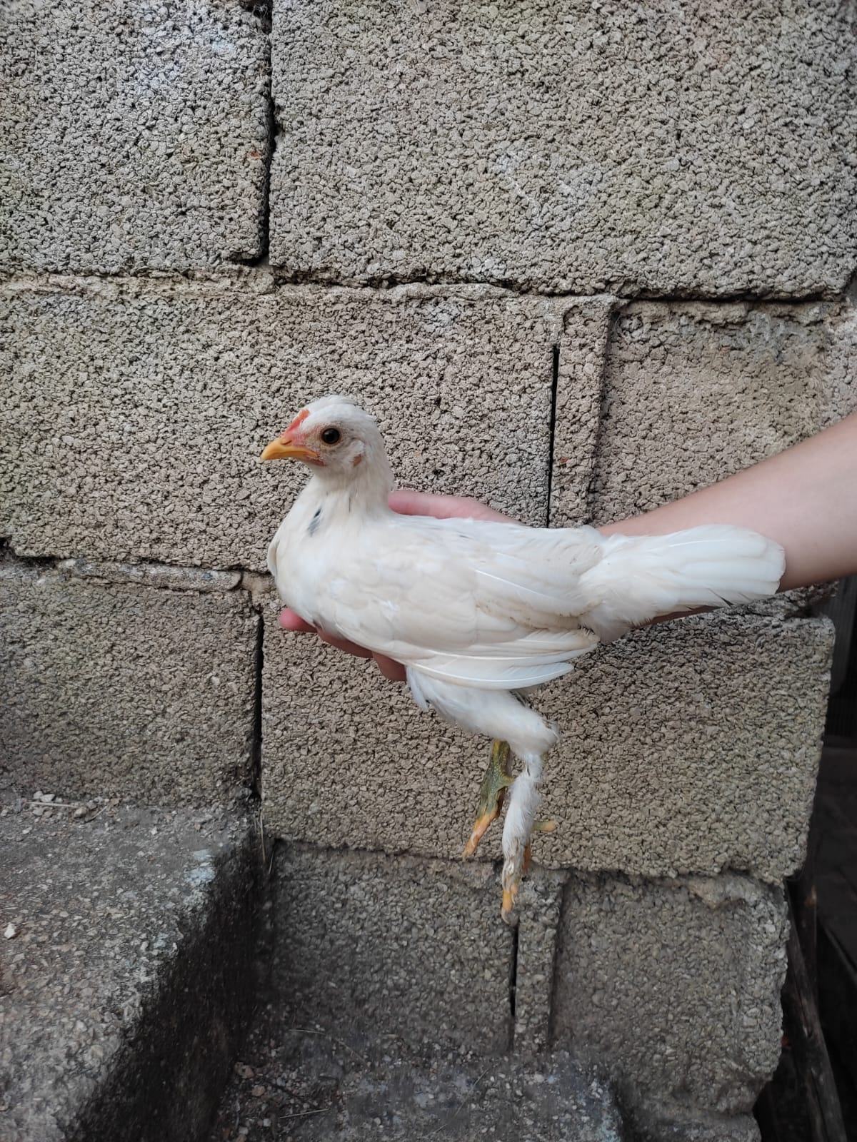 Ukrasne kokoši Đuro i Kata