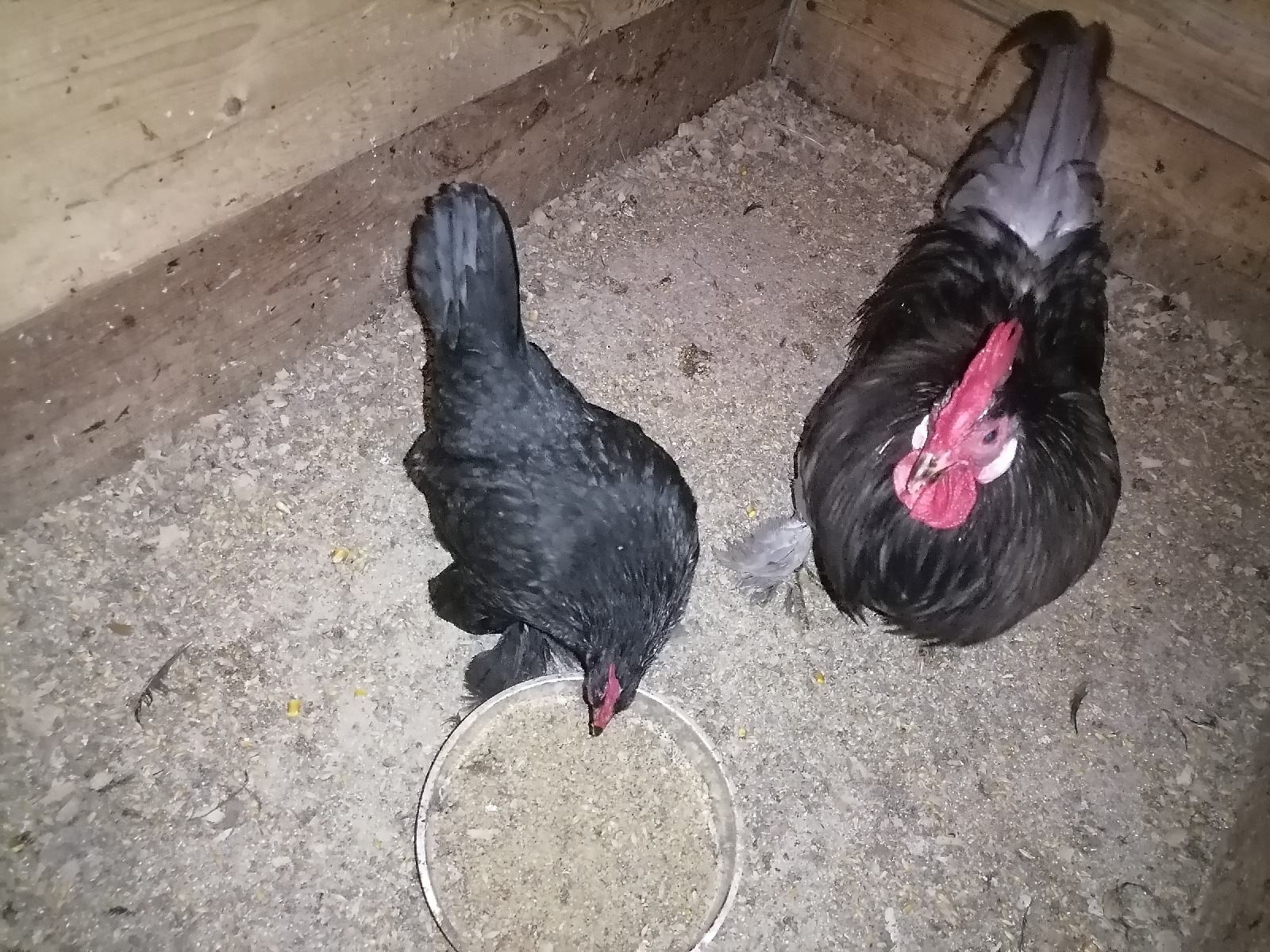 Jaja za nasad ukrasne kokosi