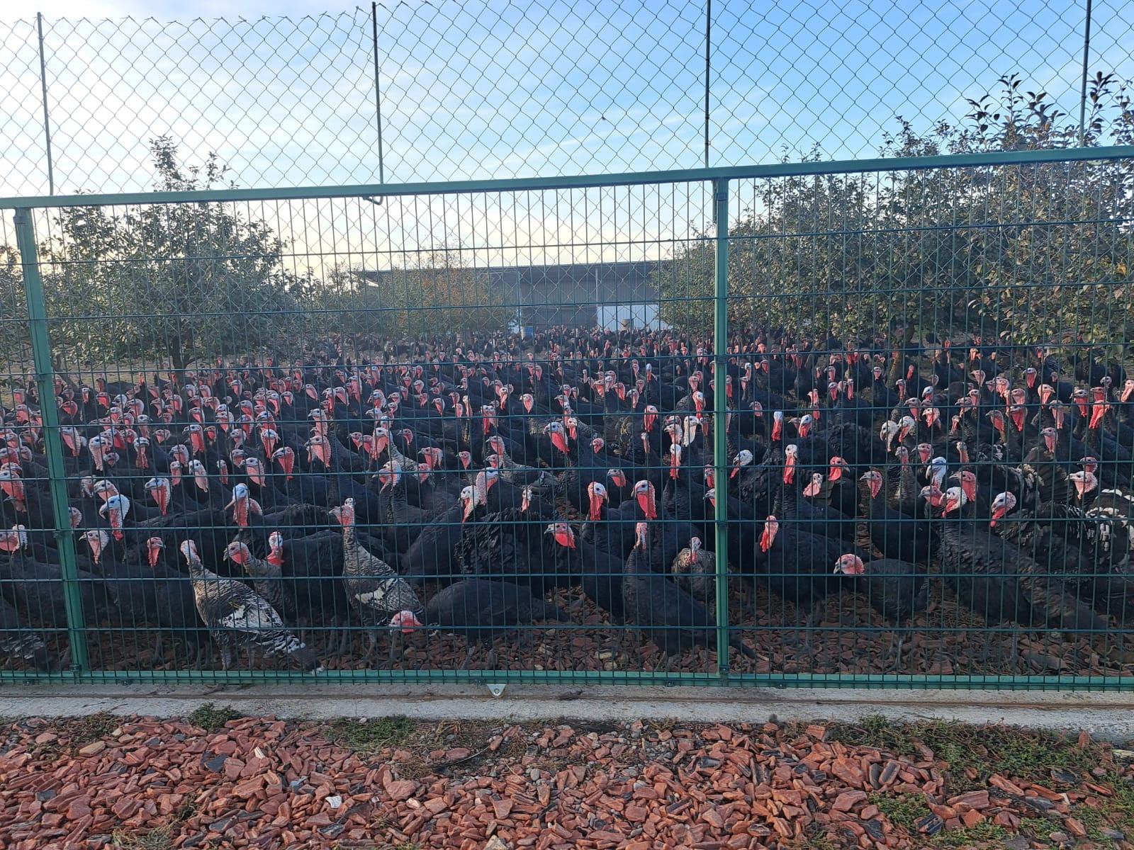 ZAGORSKE PURICE I PURANI - ( REZERVACIJE PURIĆA)