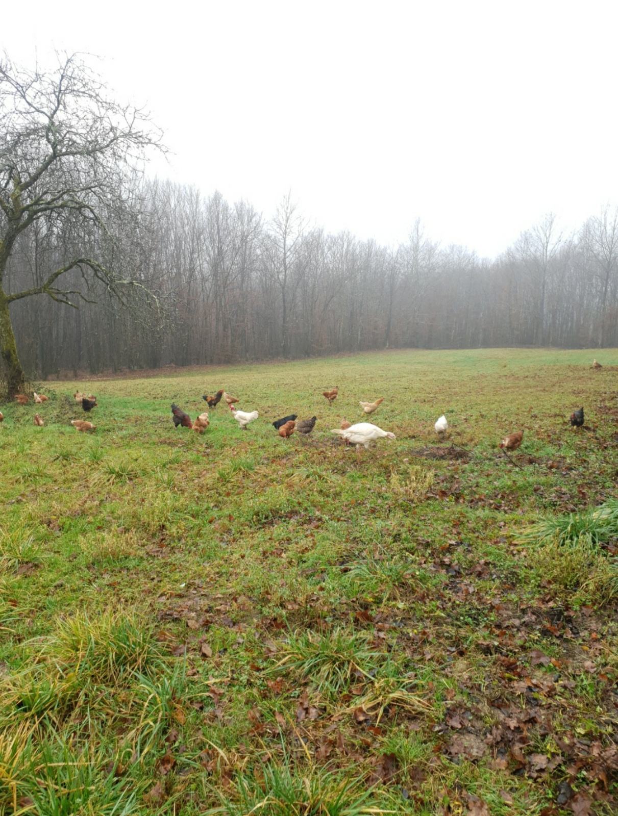 Božićne PURICE - rezervacije