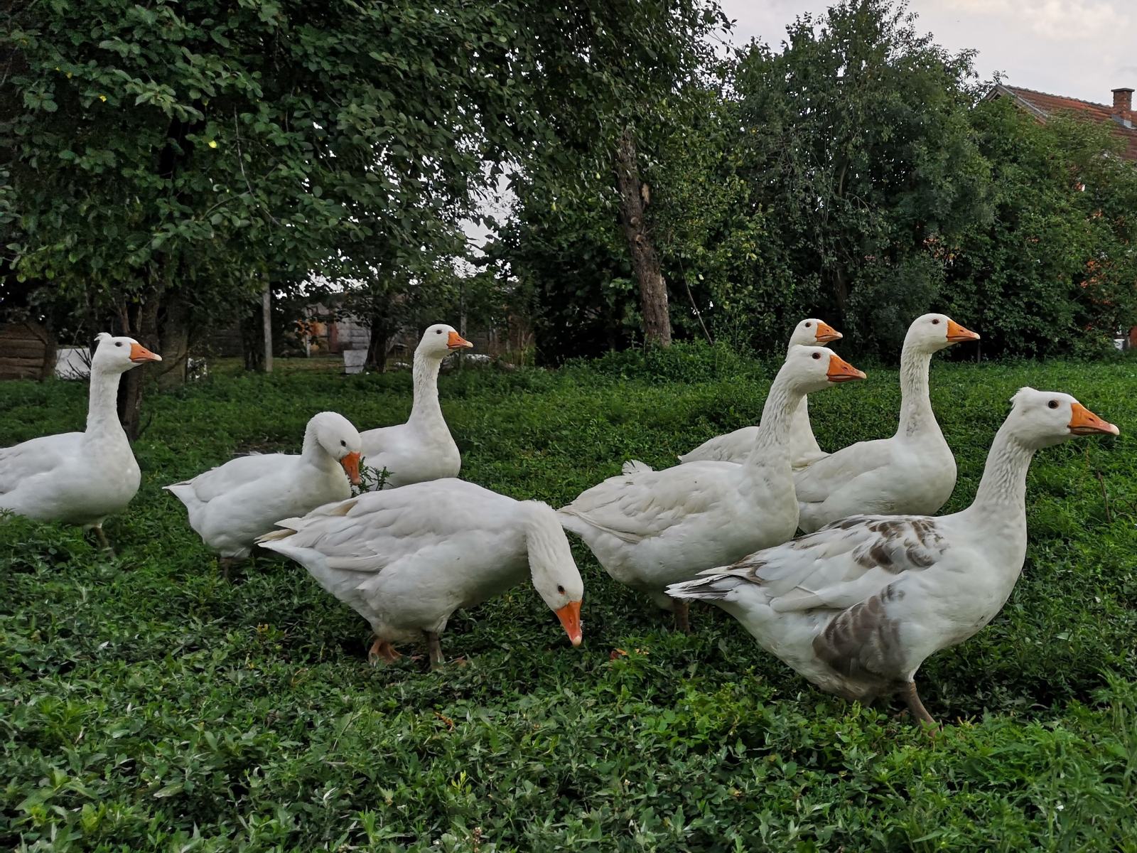 Domaće guske (očišćene)