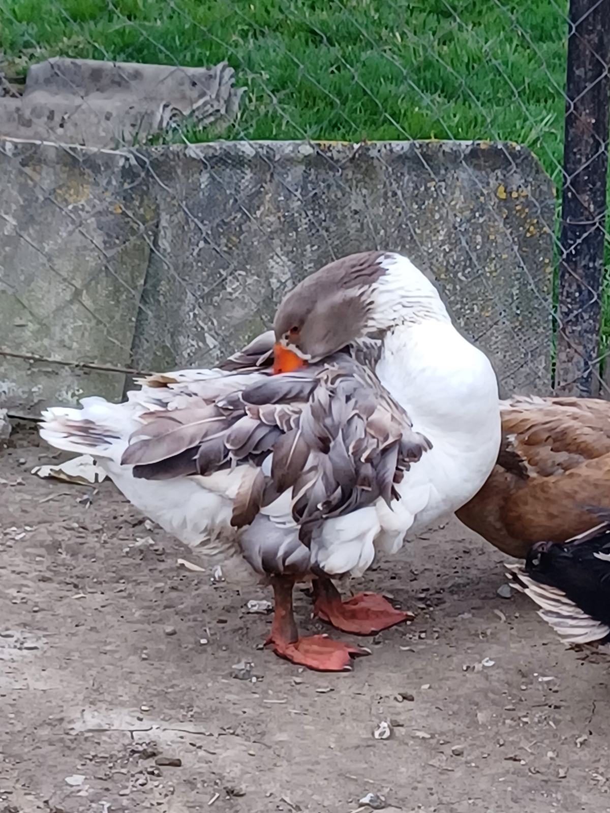 Kovrčavi gusan za rasplod