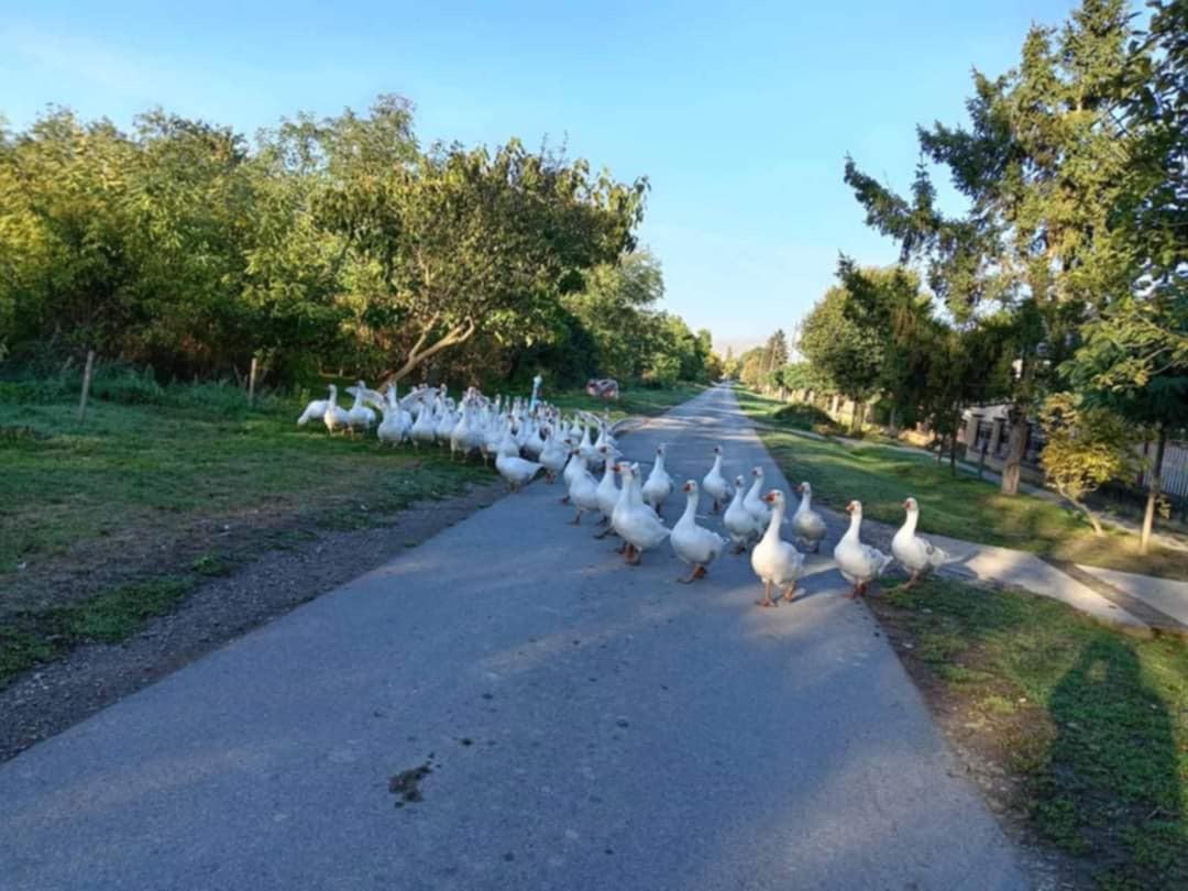 Domaće guske, €40 po komadu žive vage; €50 zaklane iočupane