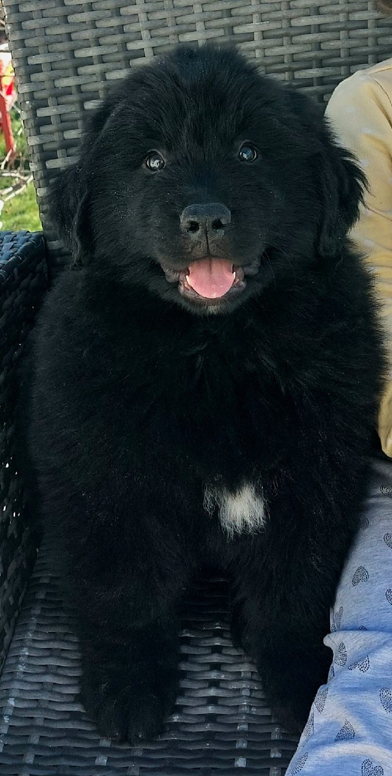 Newfoundlander ♡!!!!♡