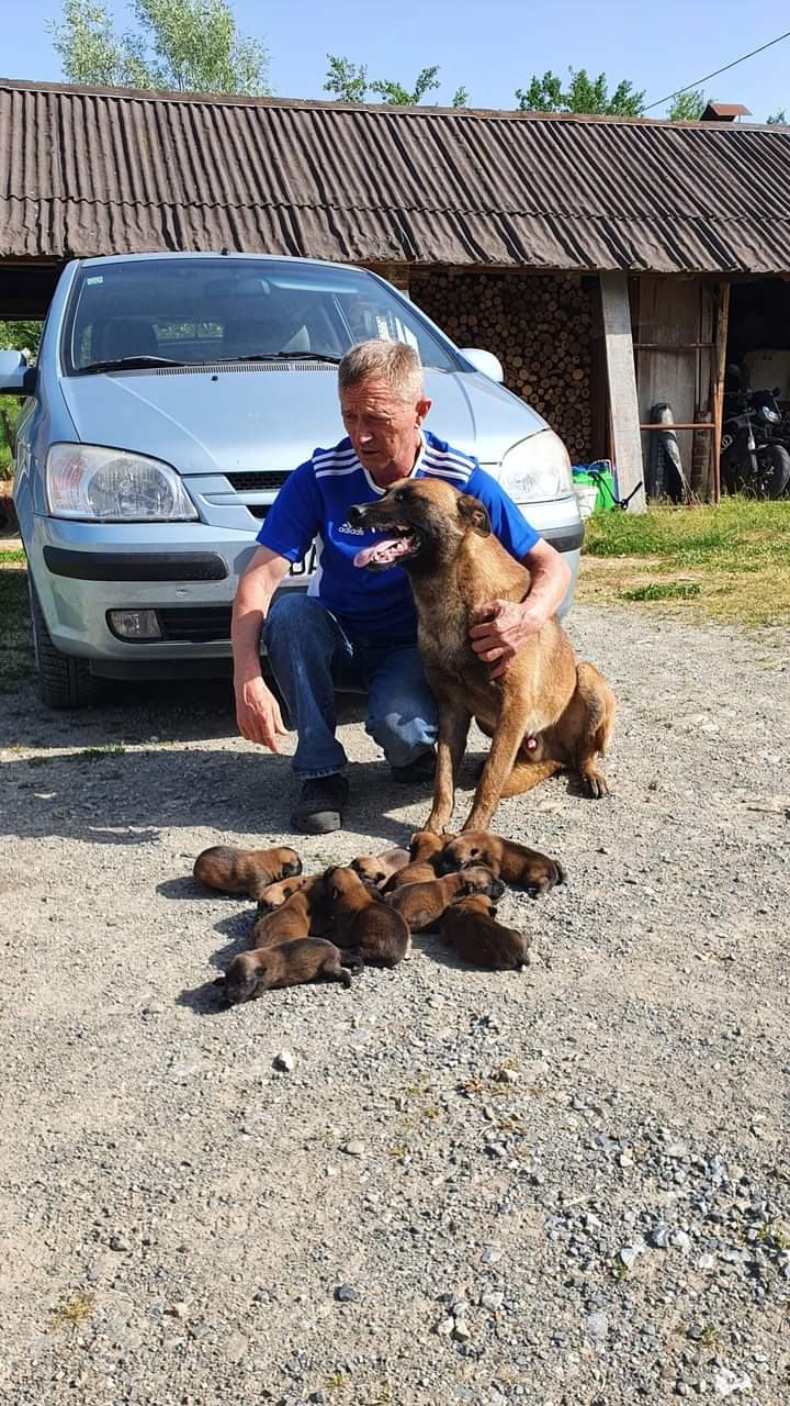 Poklanjam belgijske ovcarke