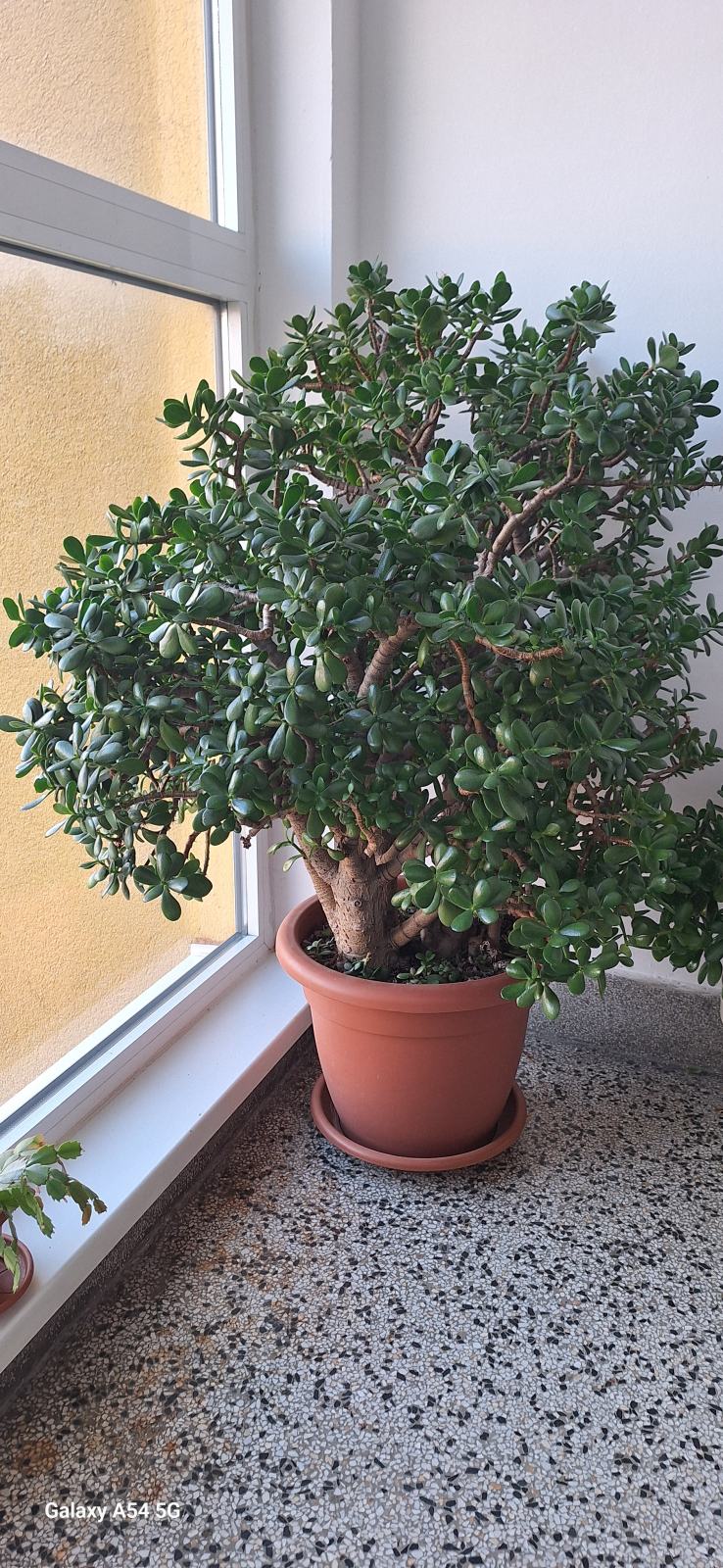 Poklanjam Drvo novcaSrećonoša