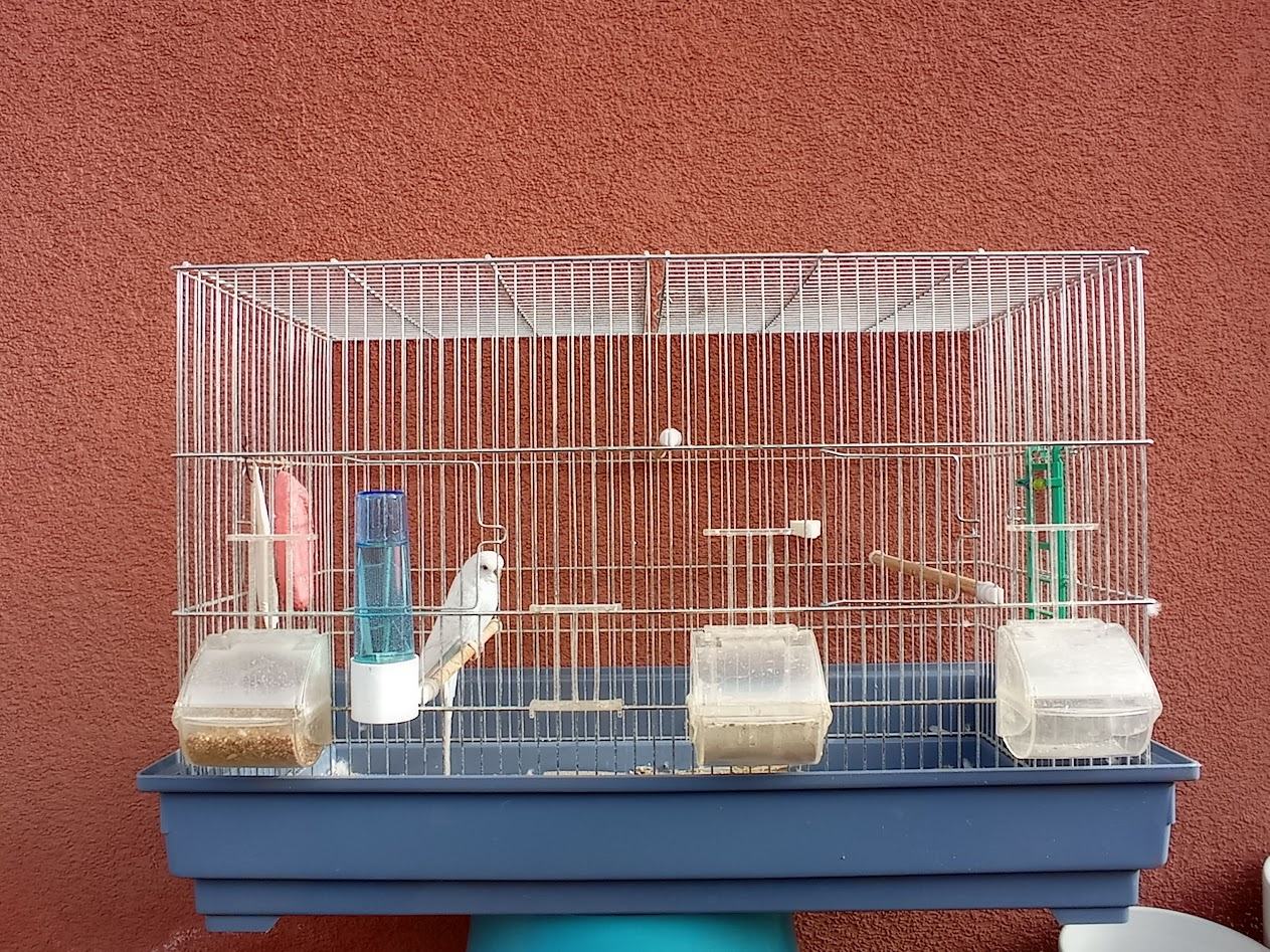 Poklanjam papagaja zajedno s kavezom