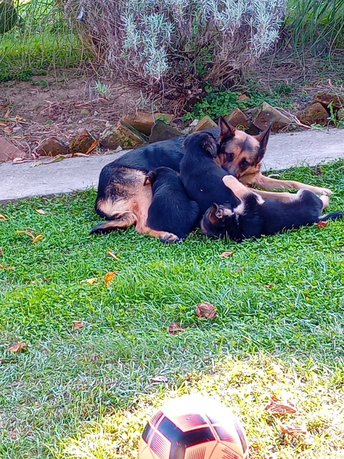 Poklanjam stence mjesanci njem.ovcara i retrivera