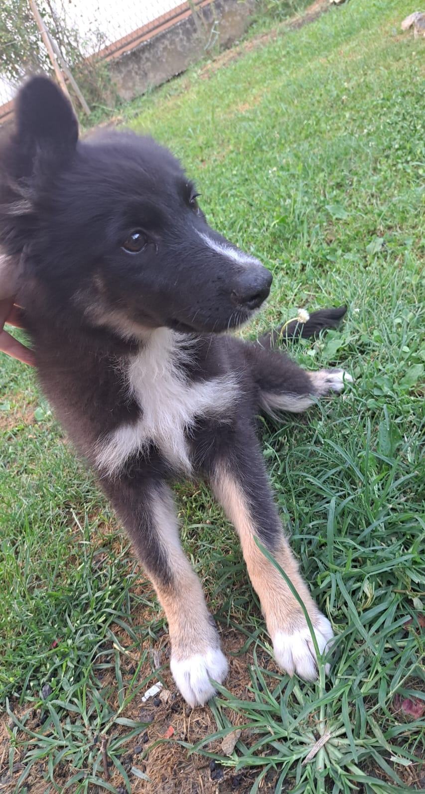 Poklanjam stence mjesanci samojeda