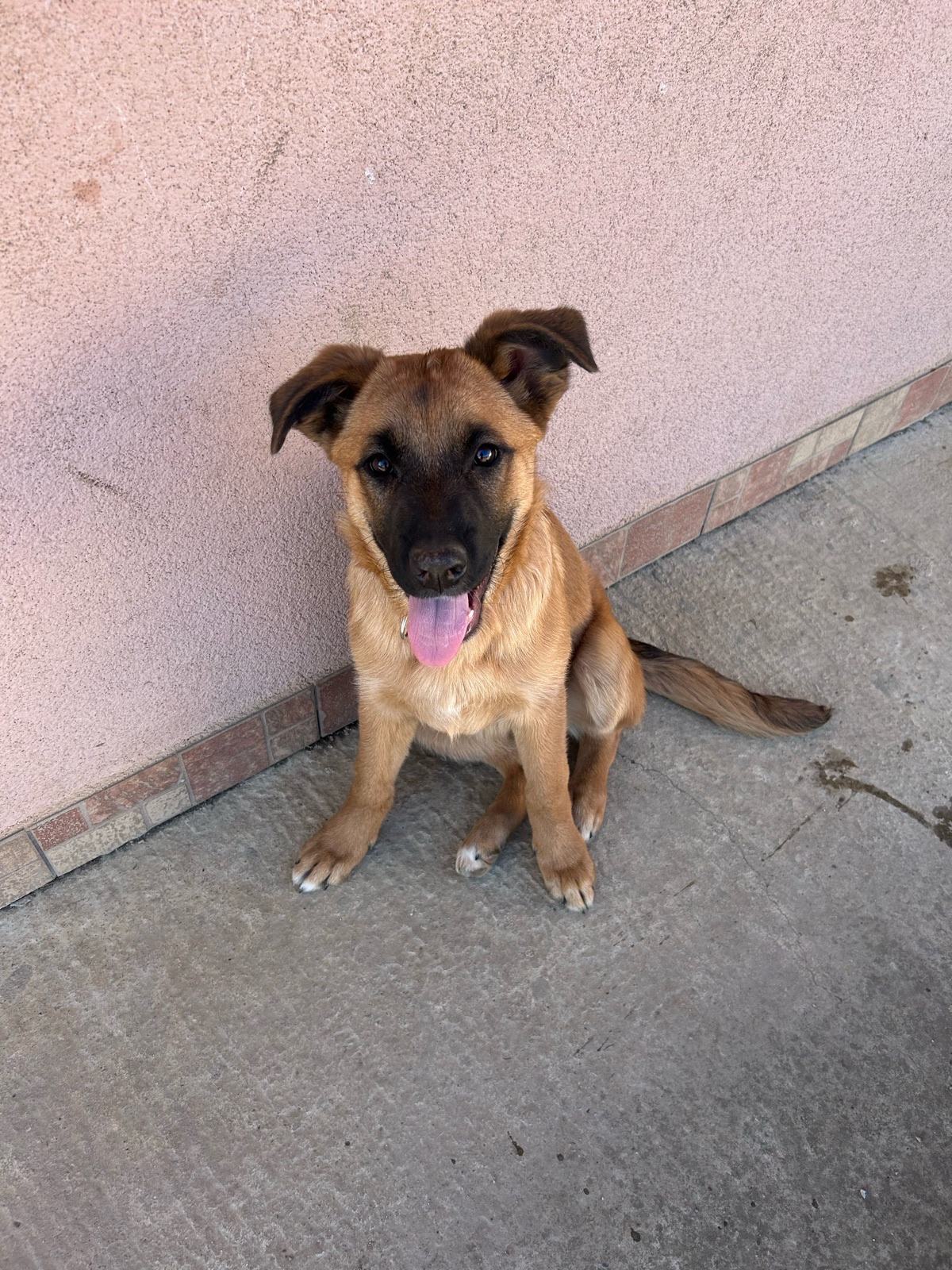 Poklanjamo dvije zenke