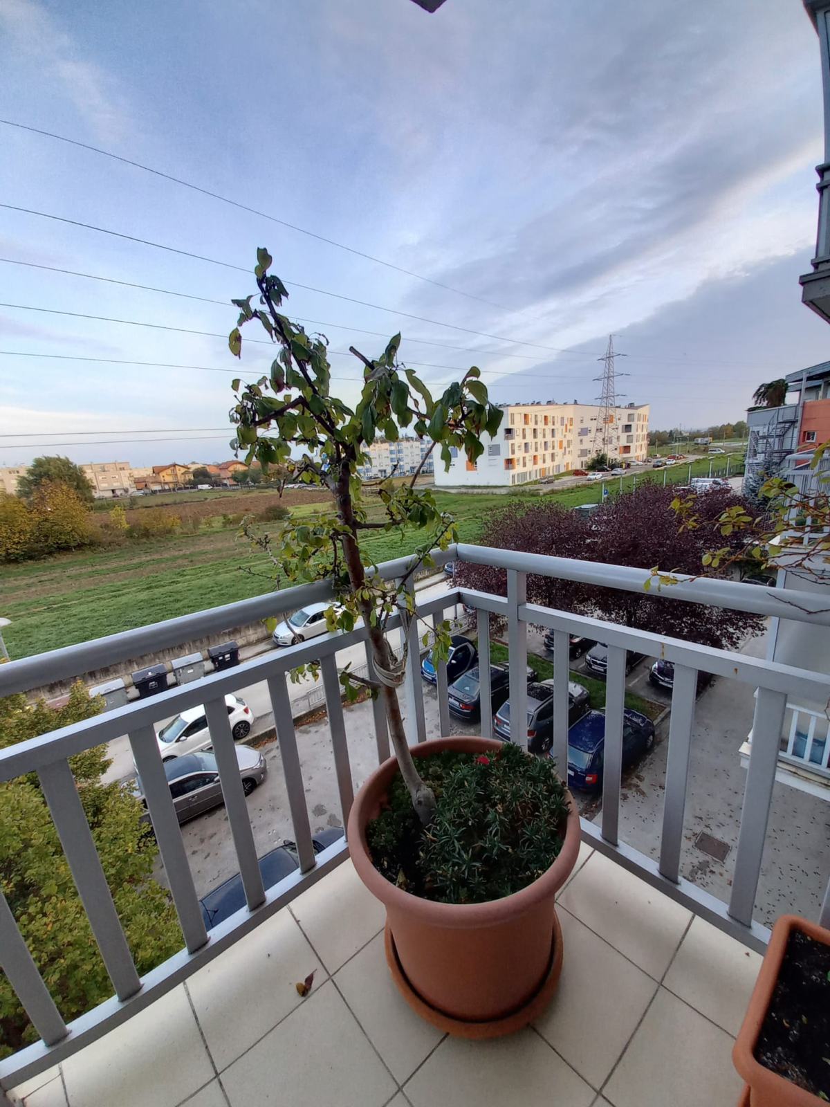 Stablo ukrasne jabuke u velikoj tegli