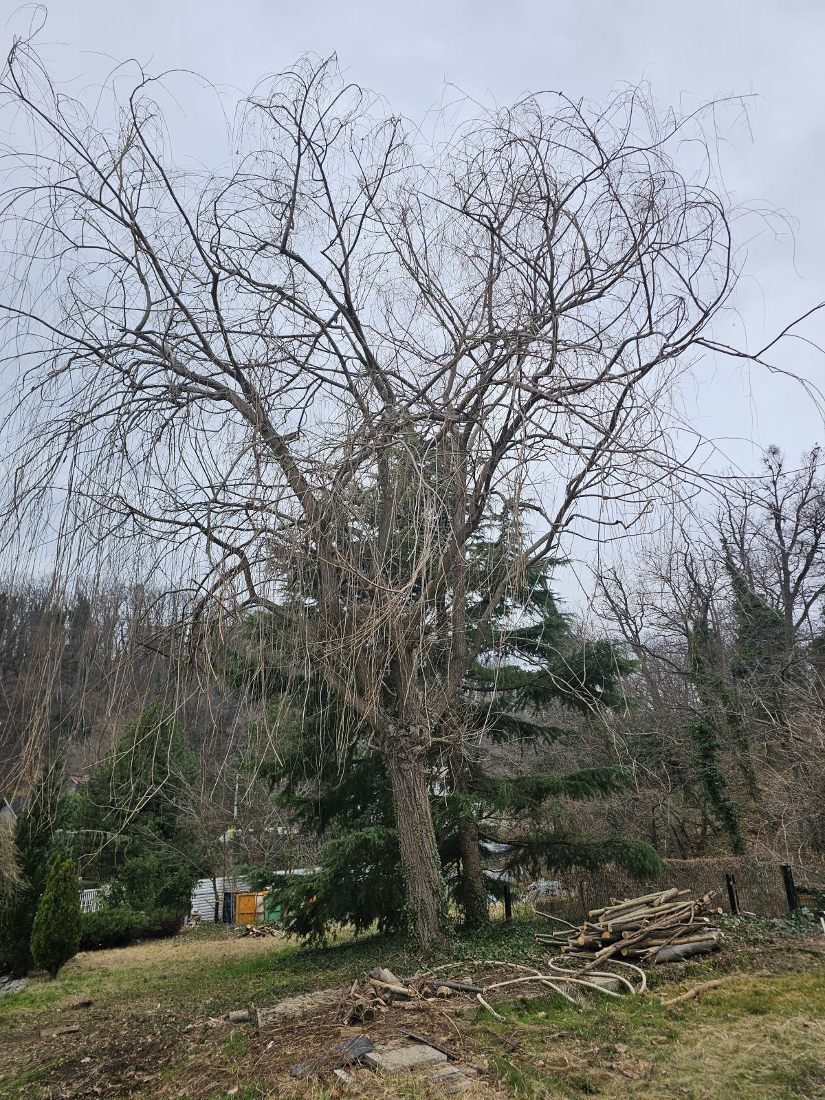 Stablo vrbe osušeno