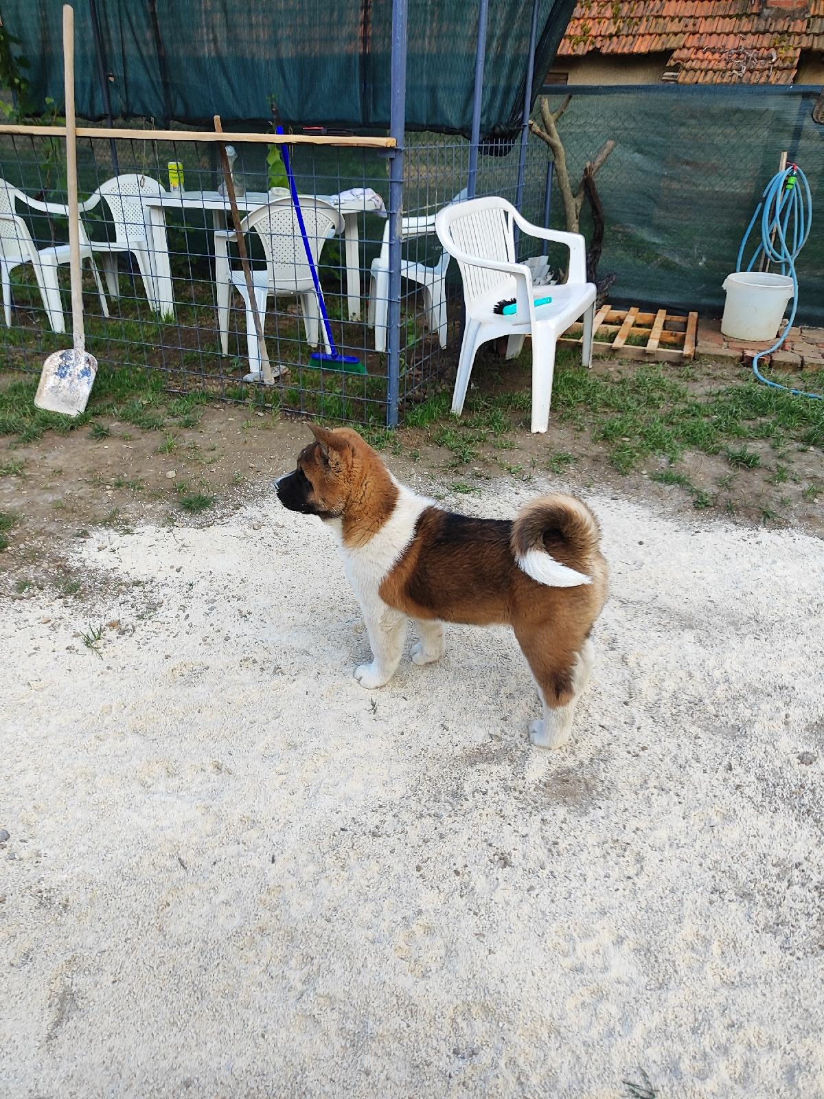 štenci Američke Akite