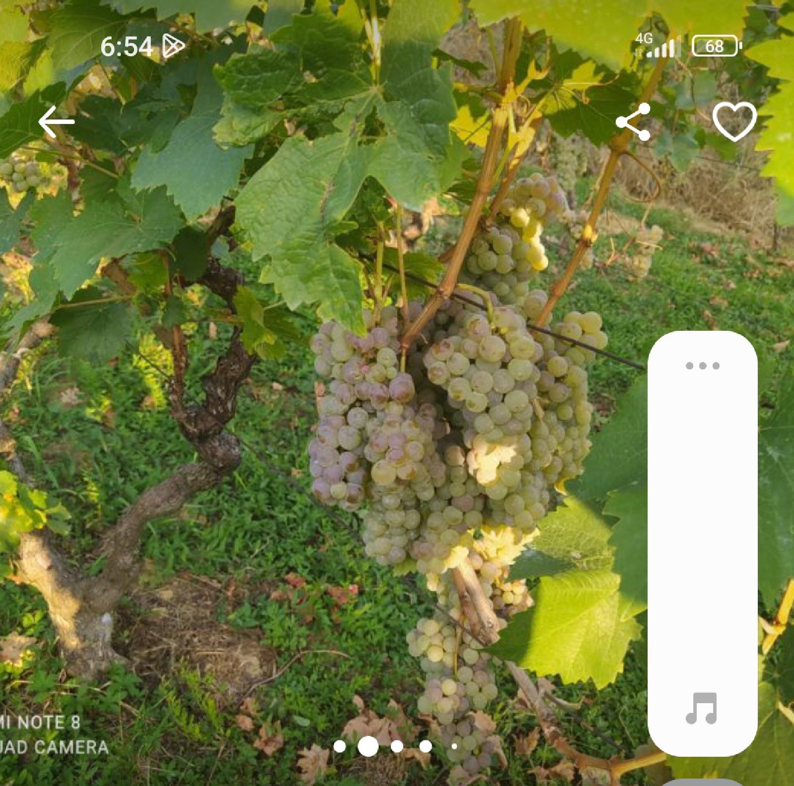 vinograd (poljoprivredno zemljiste )