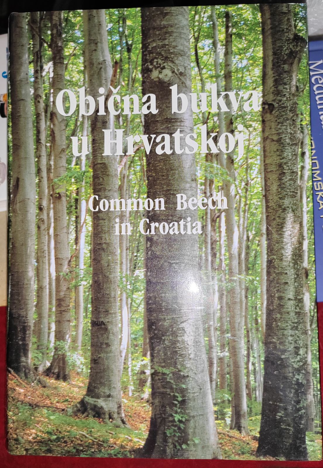 Obična bukva u Hrvatskoj