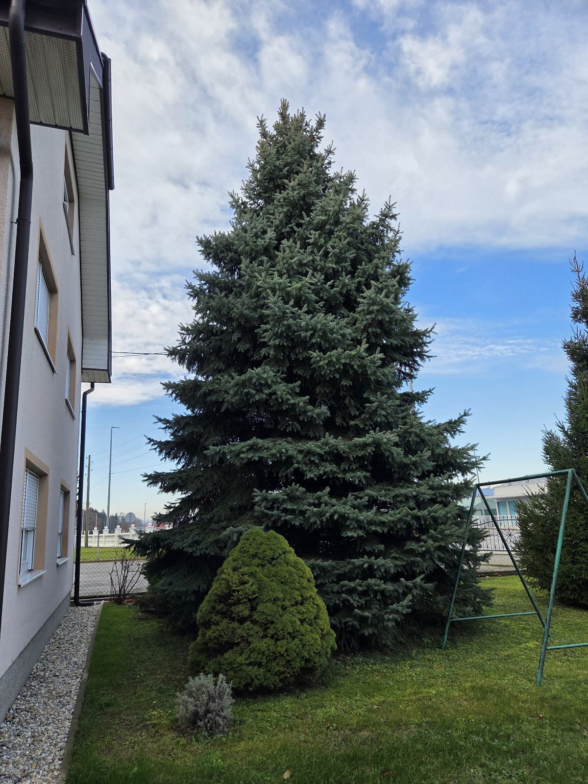 SREBRNI BOR visine cca. 7 metar