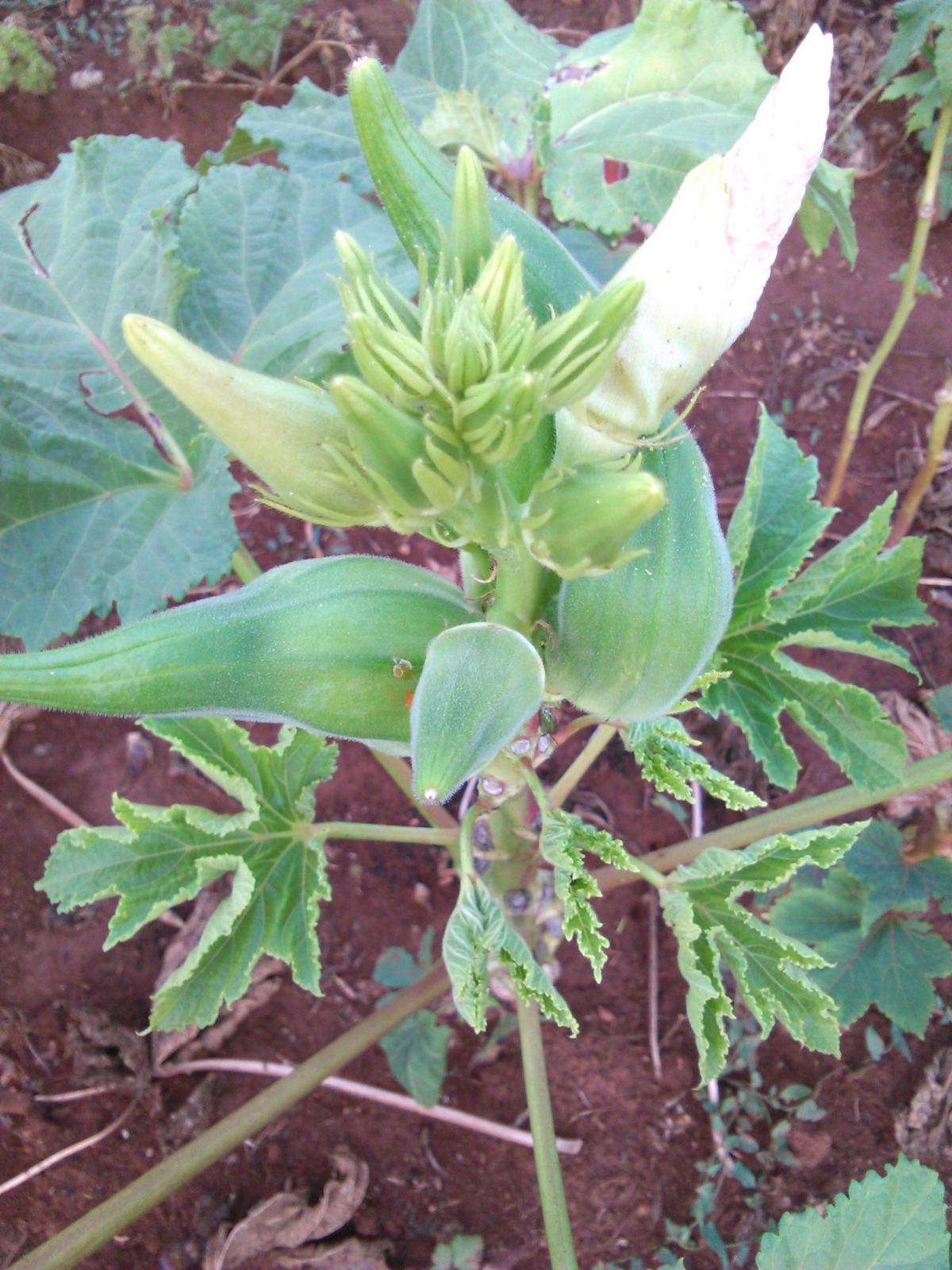 Bamija - okra mljevena (sušena)