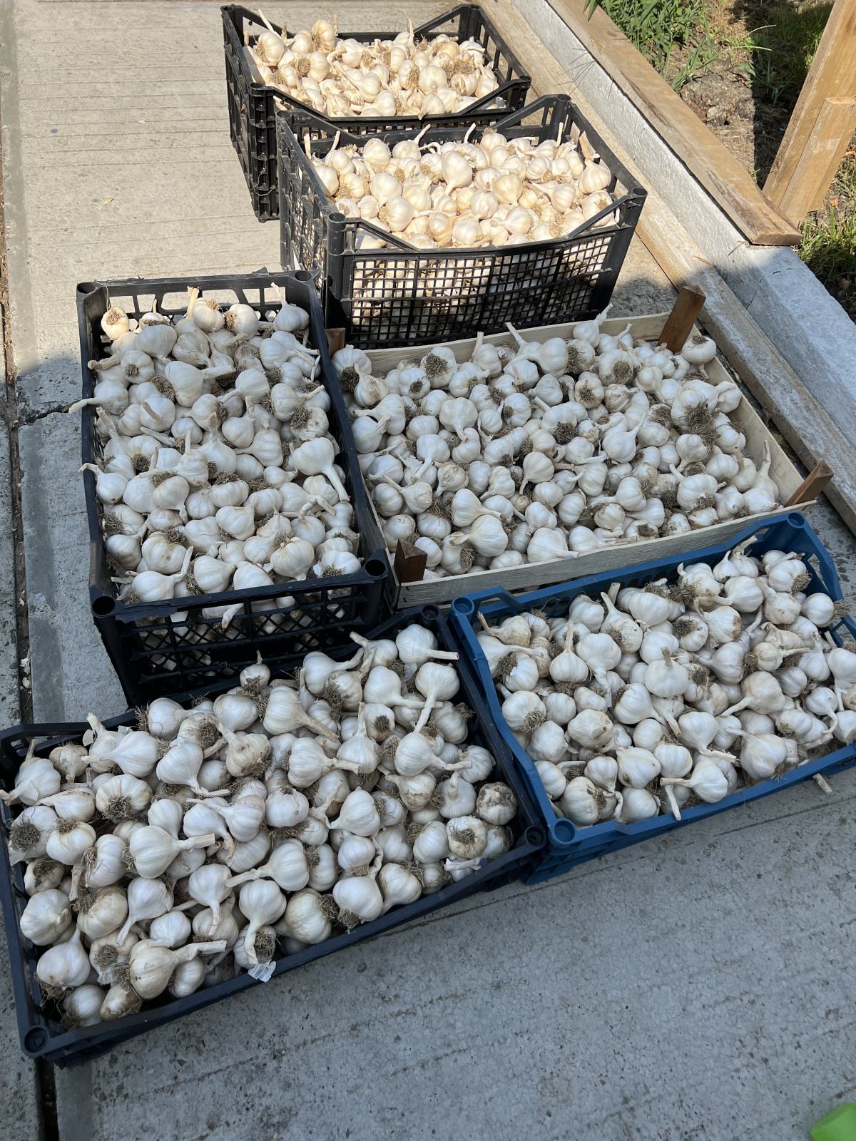 Bijeli proljetni luk