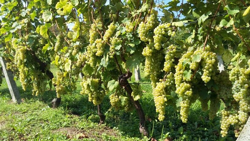 Bijelo kvalitetno grožđe