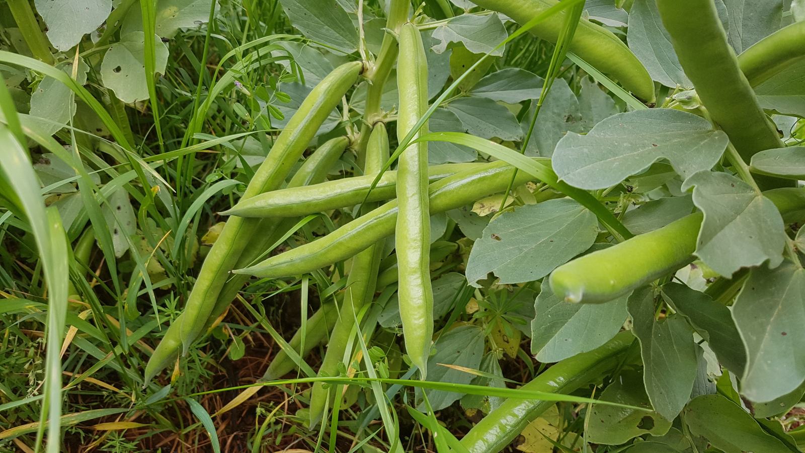 Bob u mahuni uzgojen prirodno