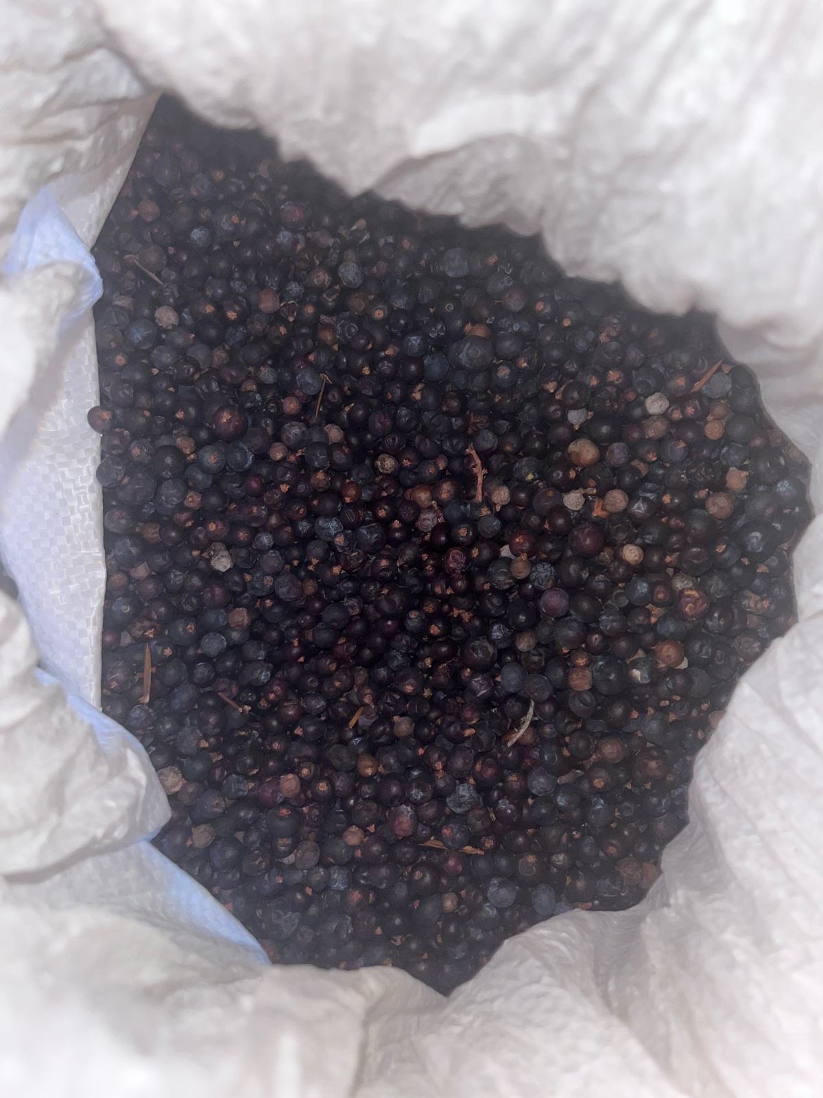 Borovica, kleka (lat. Juniperus communis)