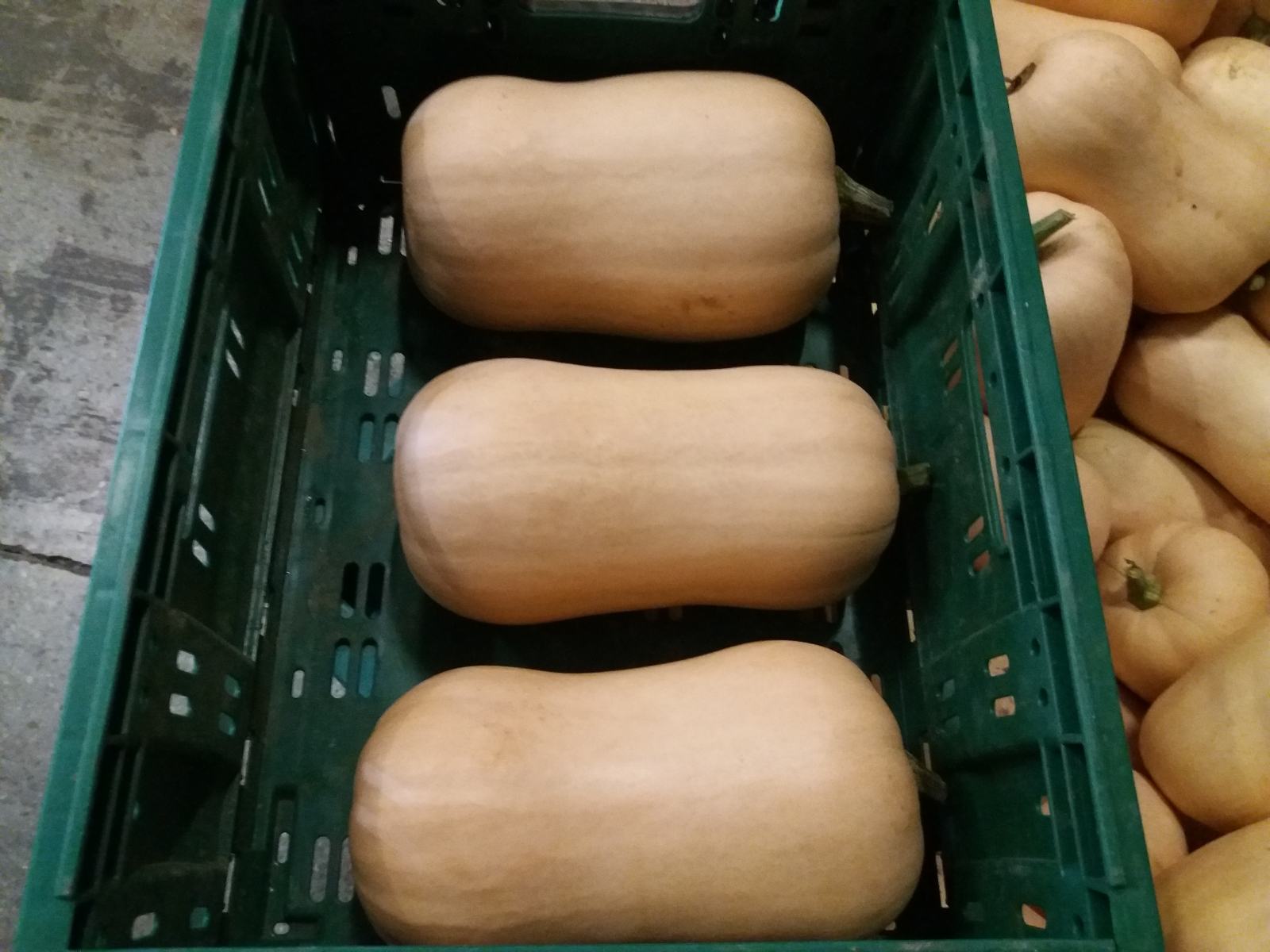 Butternut tikva