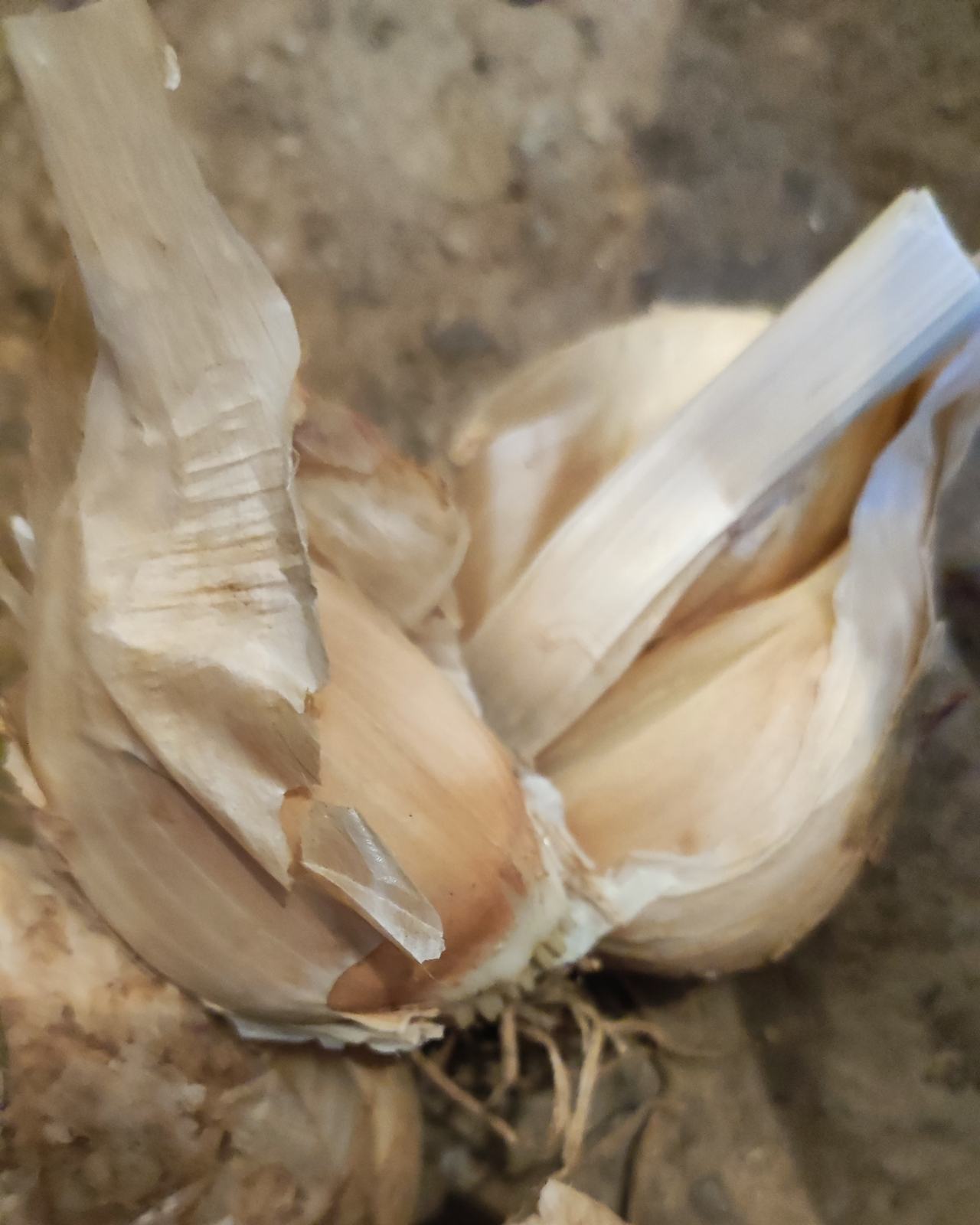 Češnjak - bijeli luk