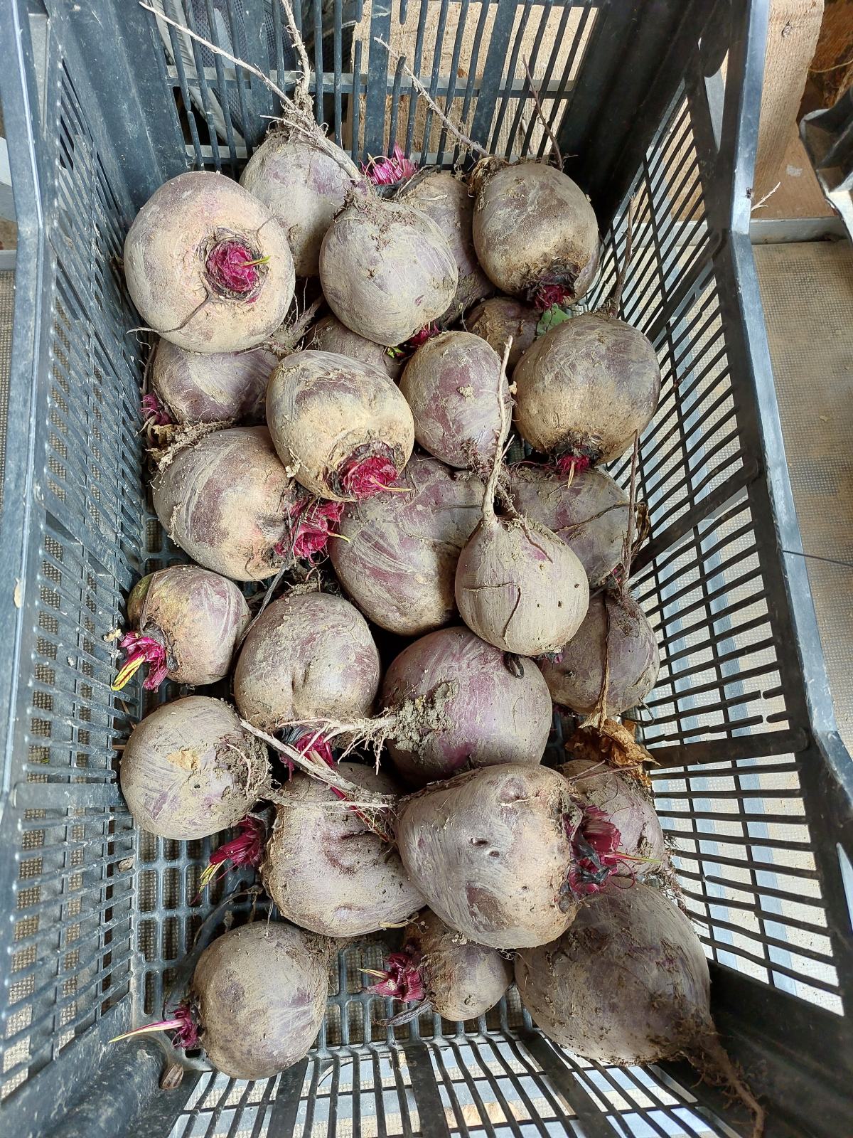 Domaća Cikla