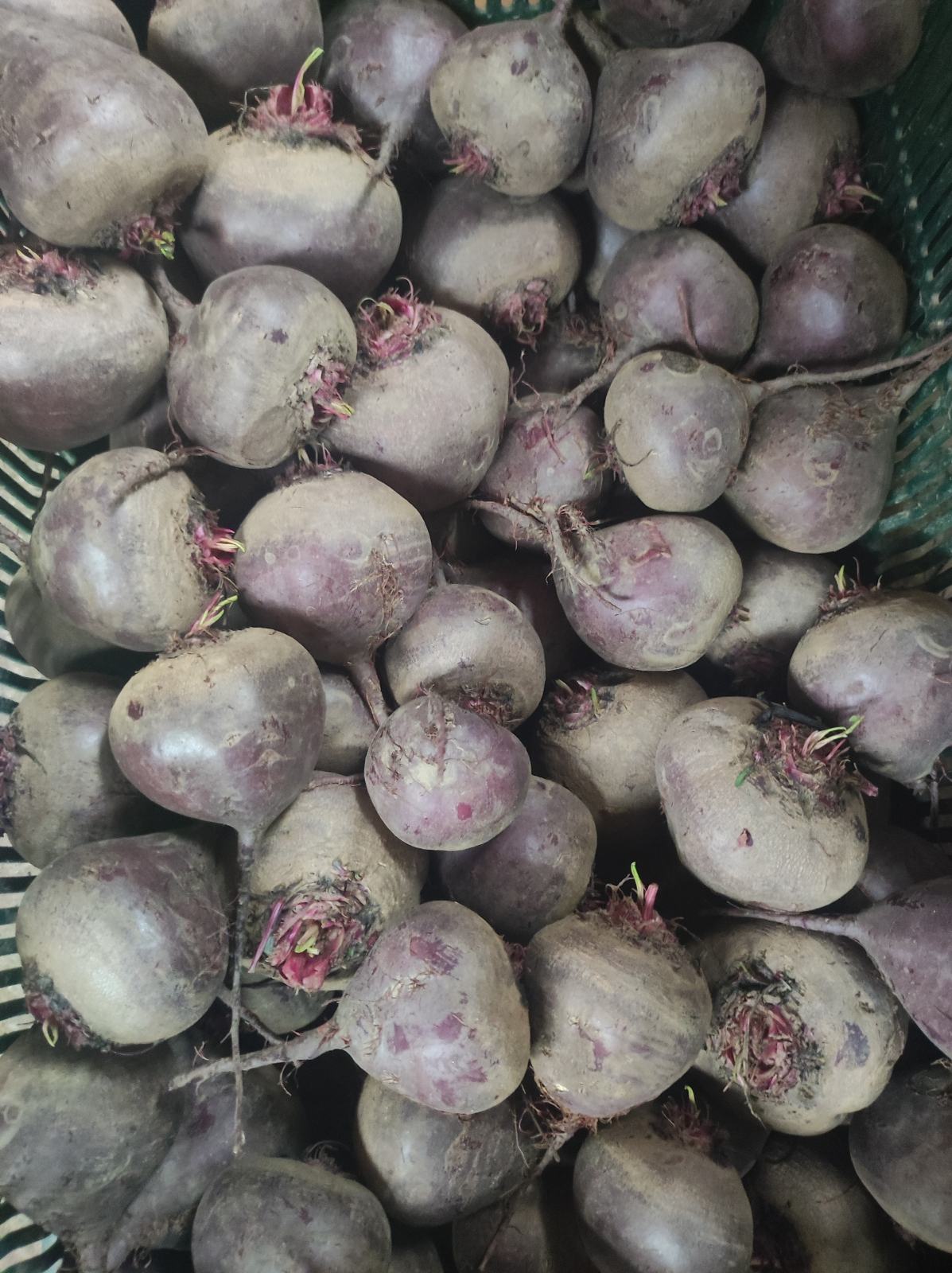 Cikla
